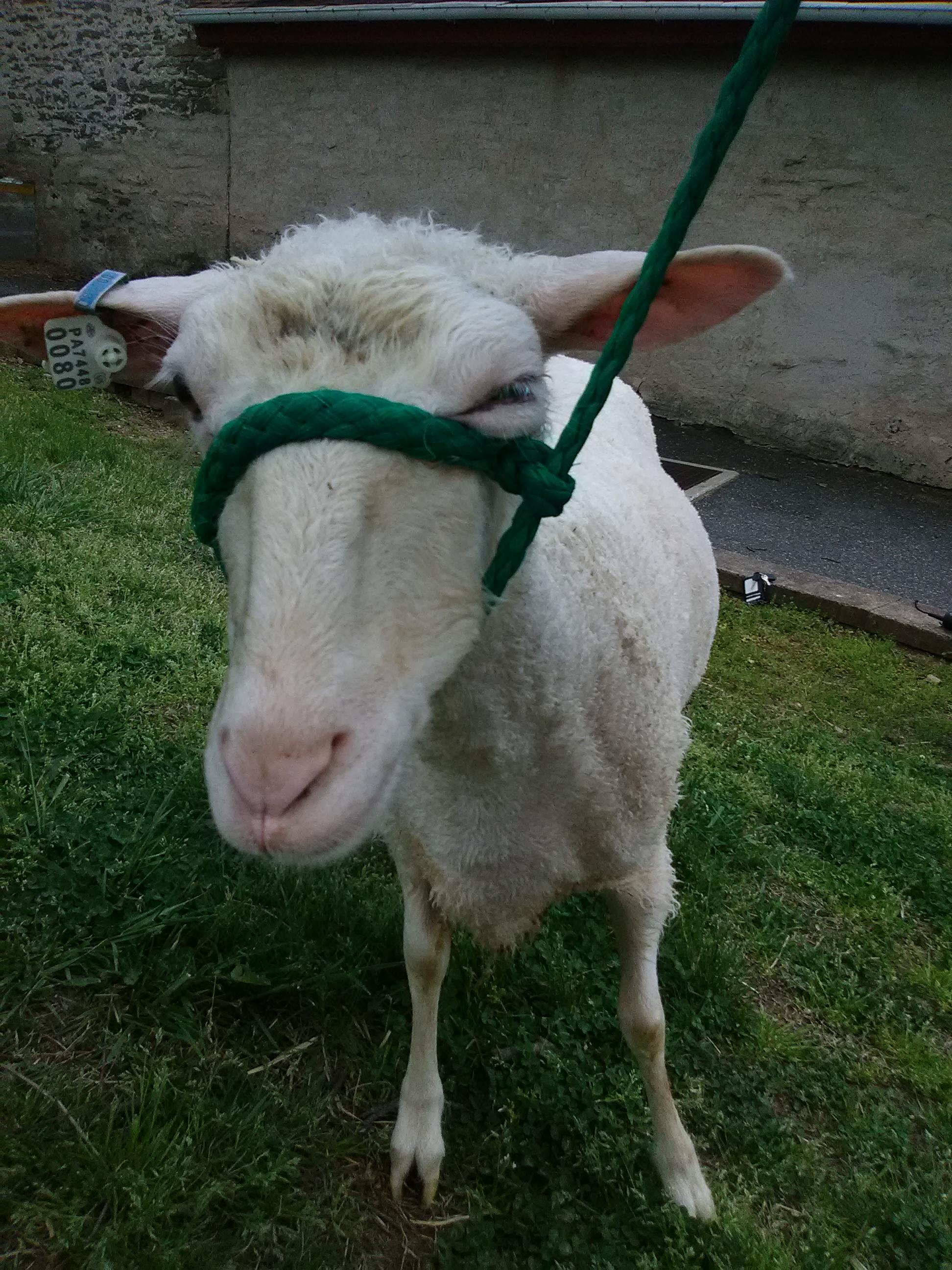 Here is my terribly sheared Finn sheep | Scrolller