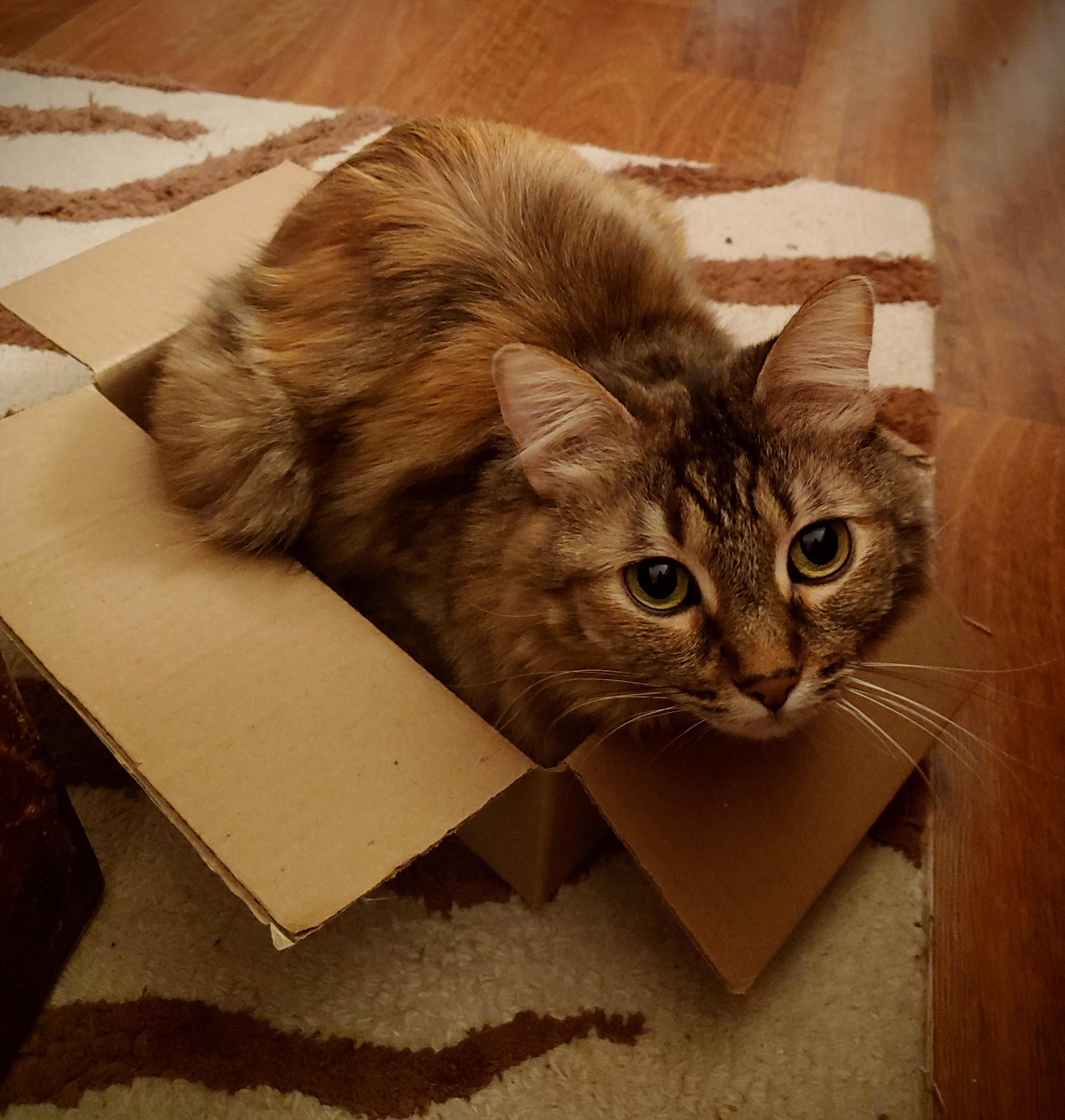 Here is Spoon. She is addicted to sitting in boxes. | Scrolller