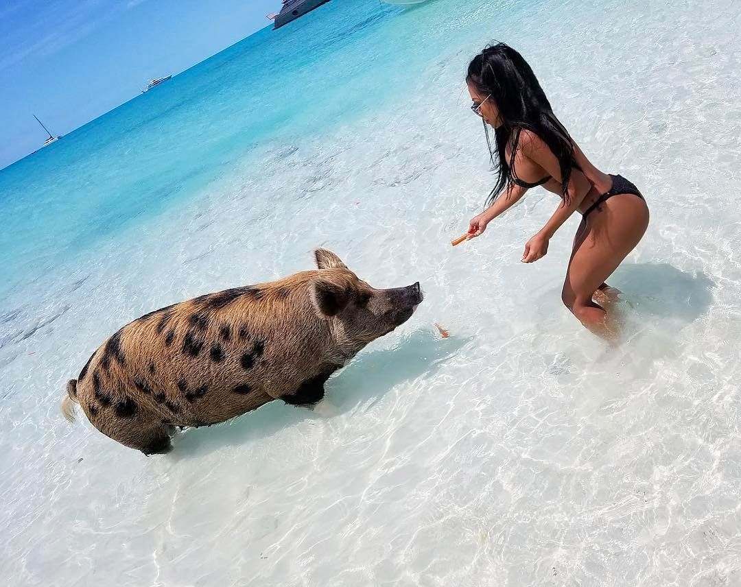 Here Piggy Piggy | Scrolller