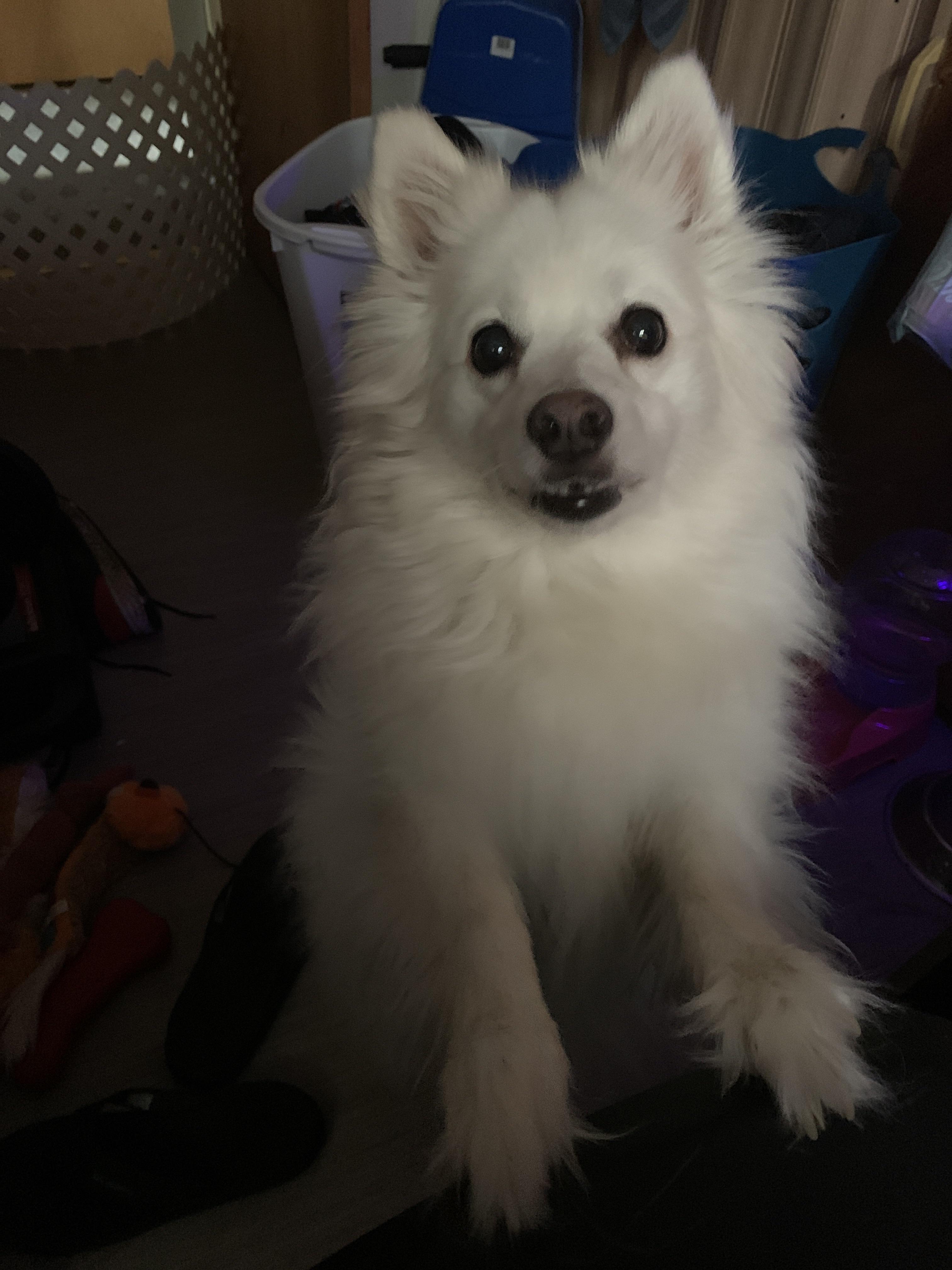 Here’s a doggo pic to clear your head from the toxic malders in chat. Love your streams adept 🙏 ...