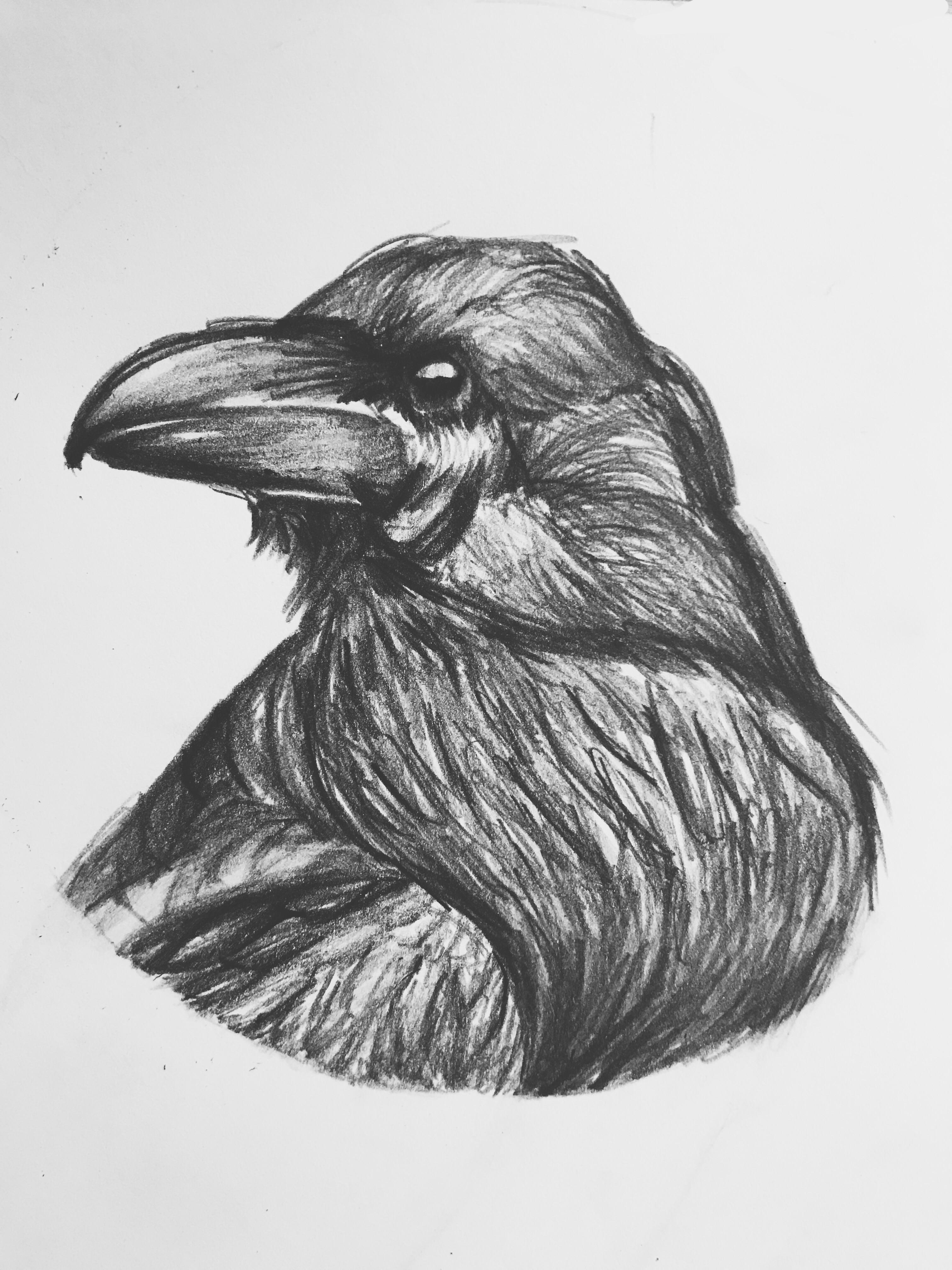 Here’s a lil drawing i did. I love crows! | Scrolller