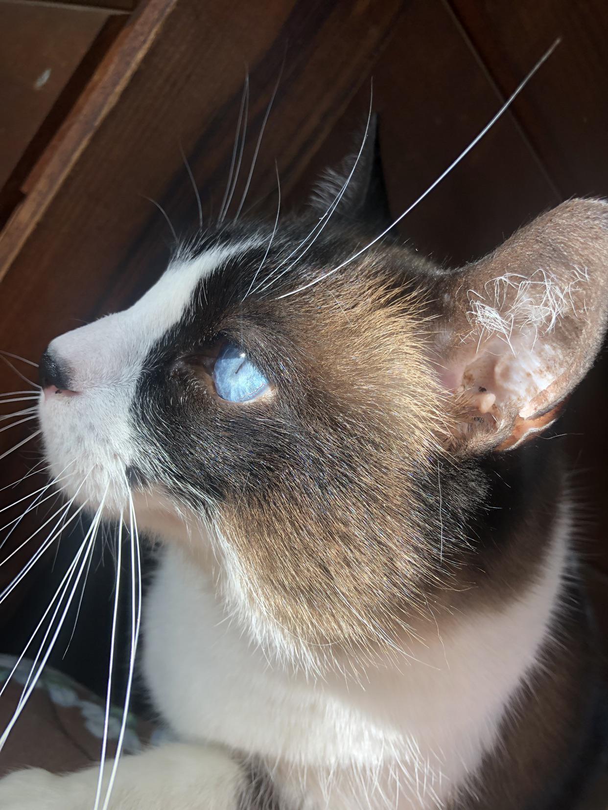 Here’s my cats eye :) | Scrolller