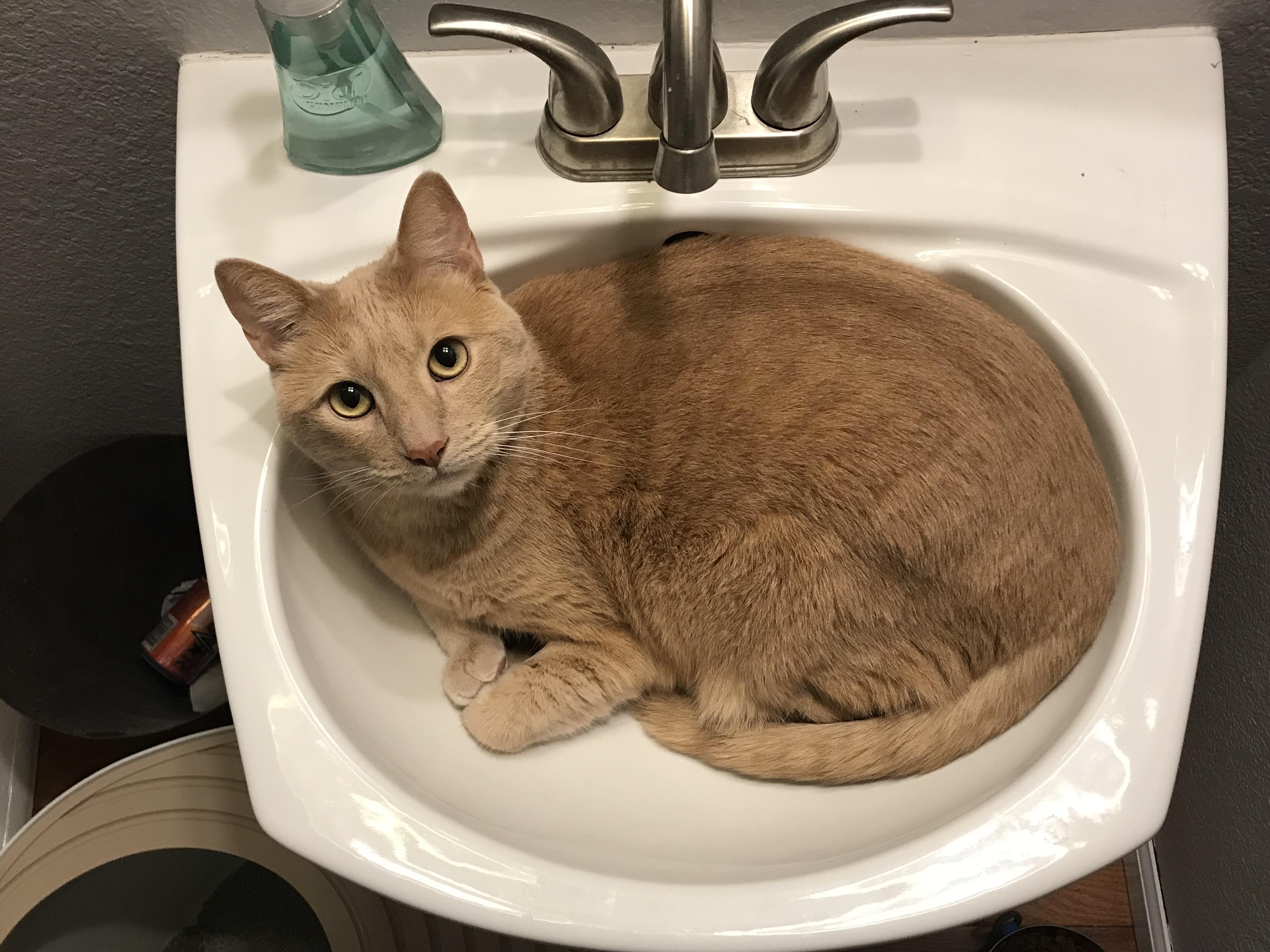 Here’s my kitty :) Meet Oliver | Scrolller