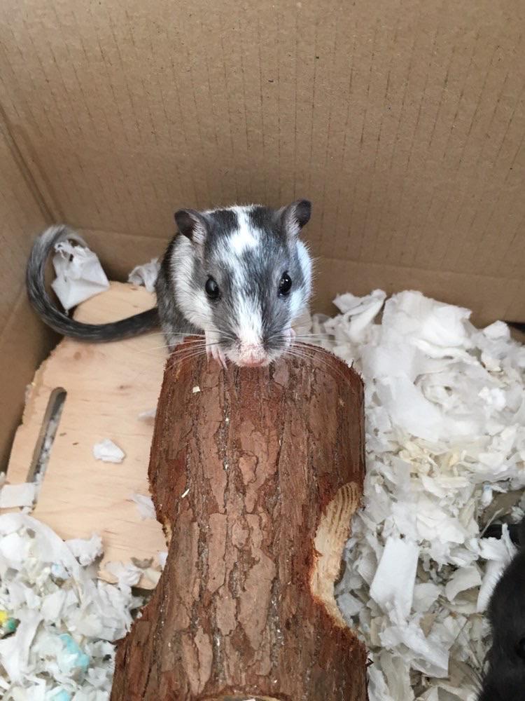 Here’s my lil bean on her log. | Scrolller