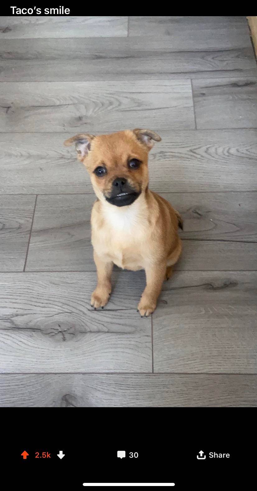 Here’s not so tiny Taco. | Scrolller