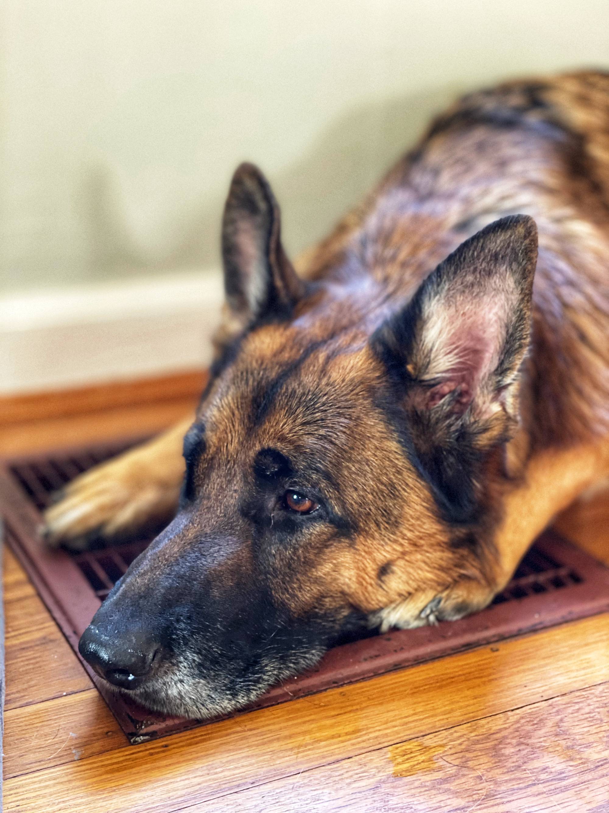 Here’s our shed machine, Axle! | Scrolller