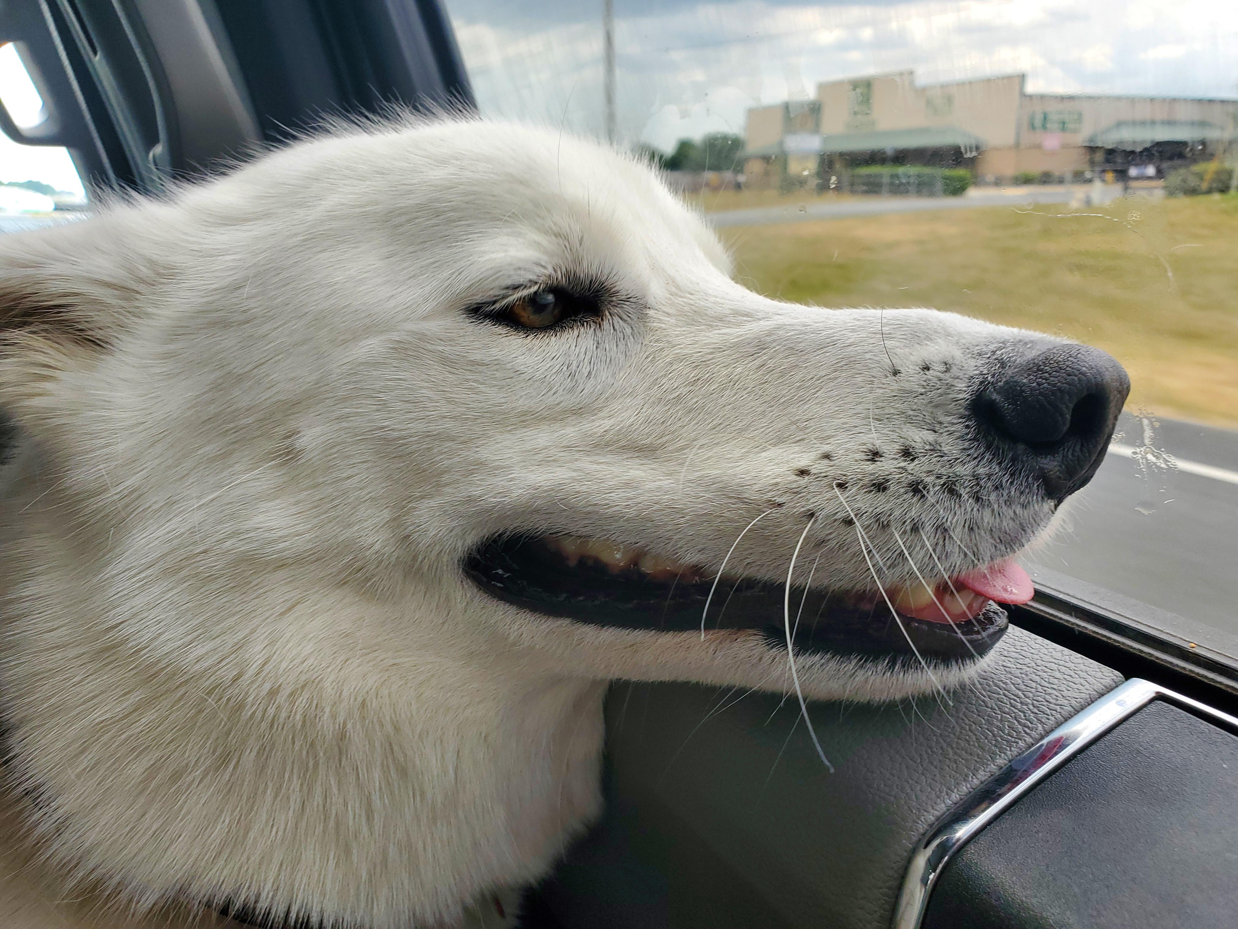 Here we go! Drunken doggo | Scrolller