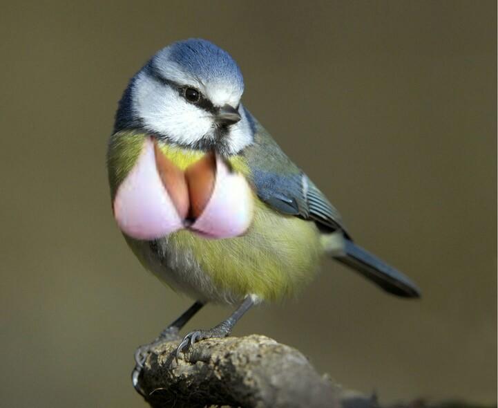 Here's a nice tit with even nicer tits | Scrolller