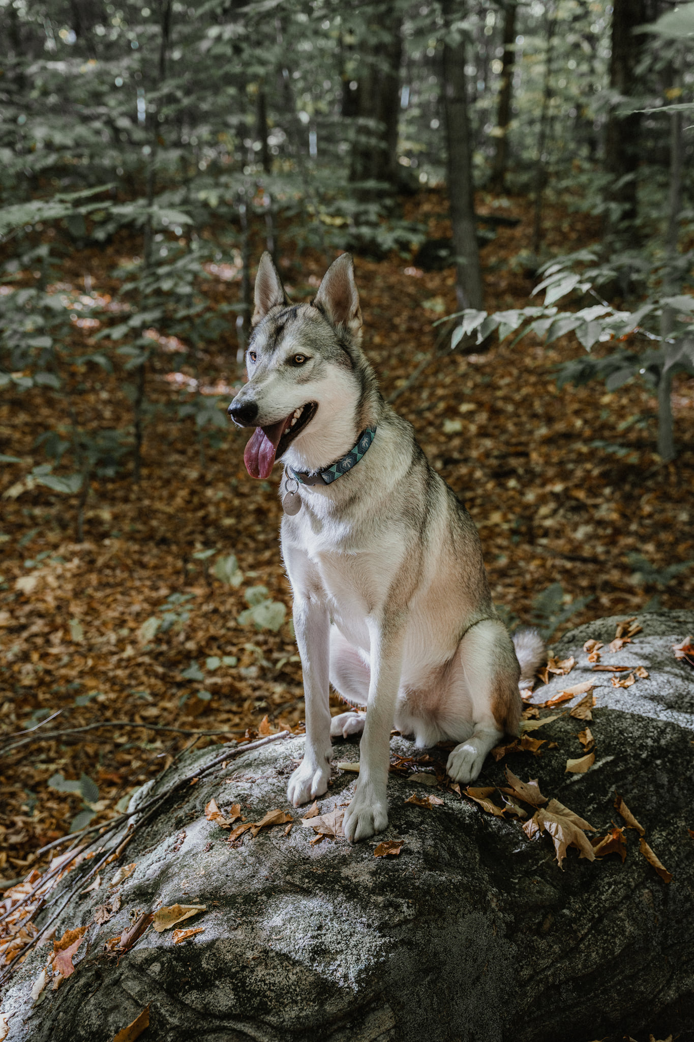 Here's a pic I took of my sister in law's cute pupper this weekend. | Scrolller