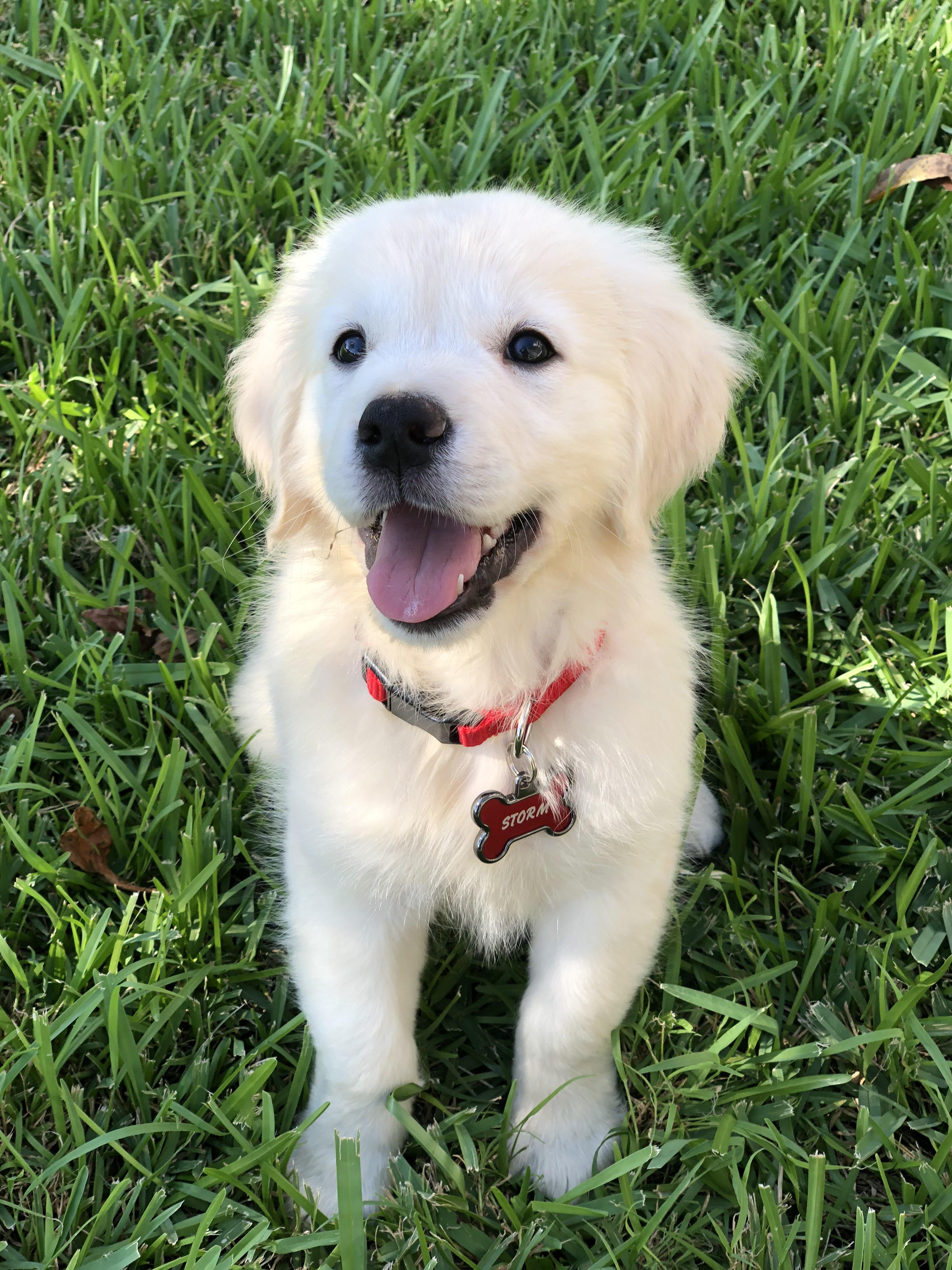 Here's my friend's dog, Storm! | Scrolller