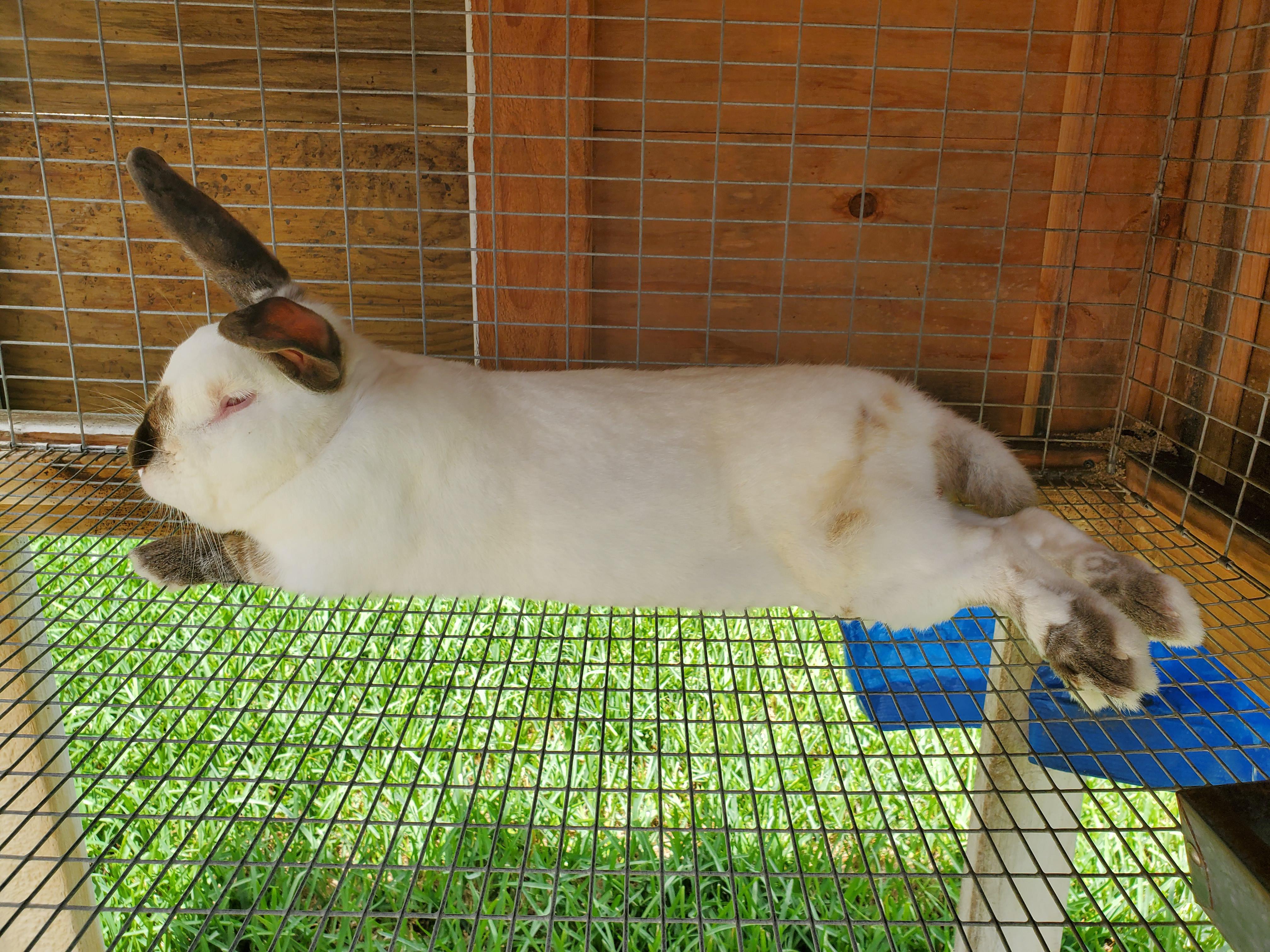 Here's my rabbit | Scrolller