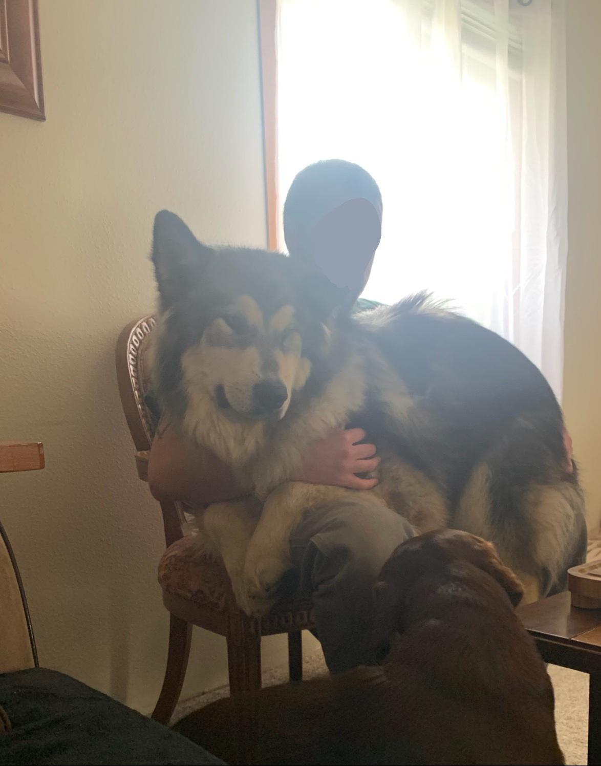 He's a lap dog, dammit! | Scrolller