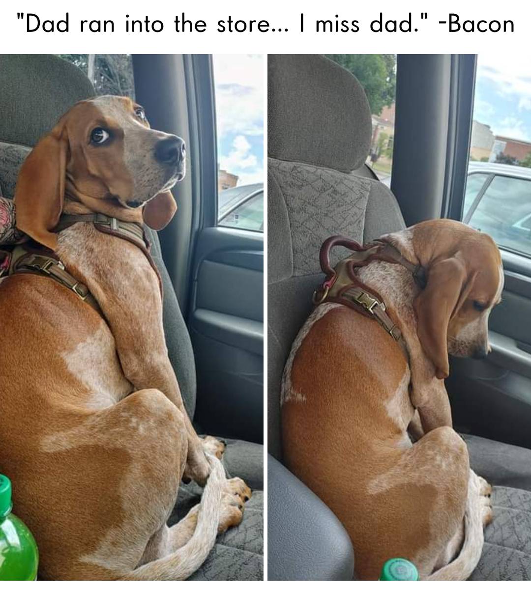 Sad boi. | Scrolller