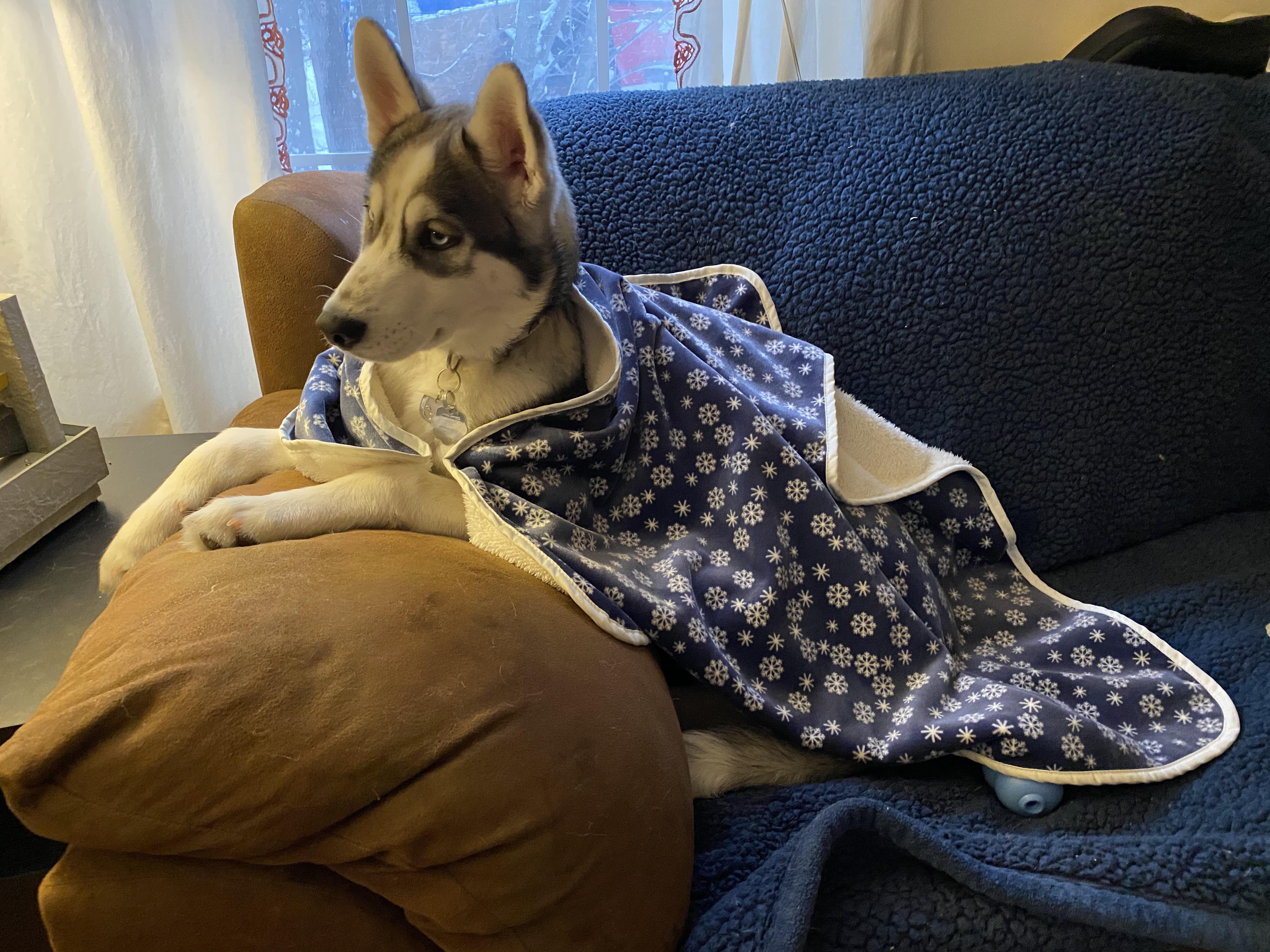 He's all cozy and happy | Scrolller