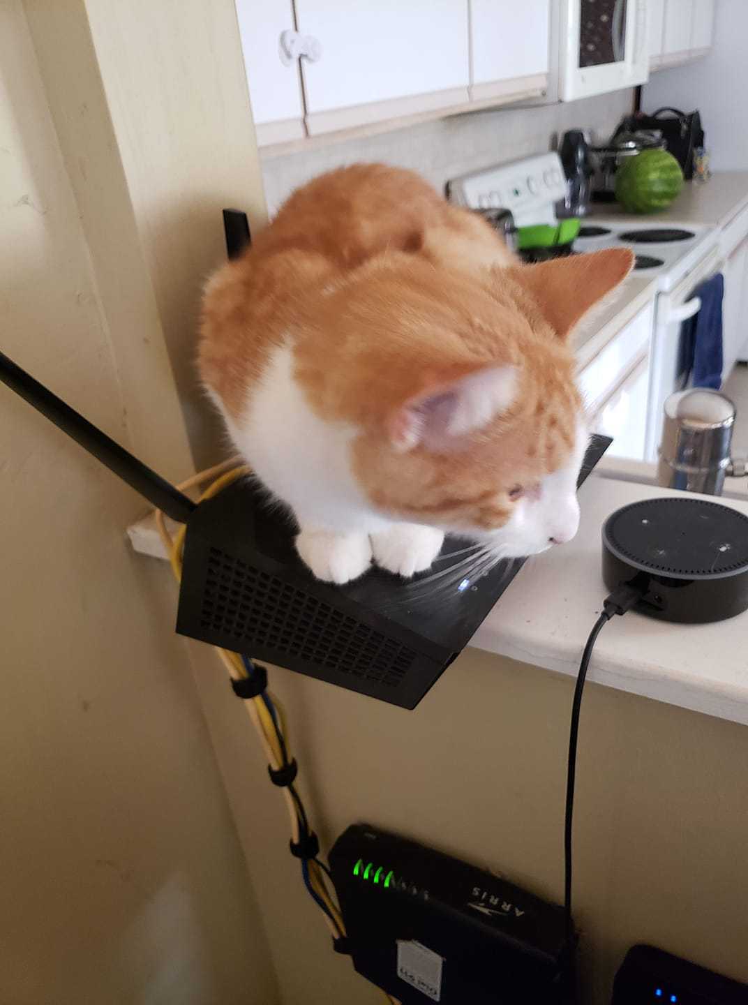 He's always climbing on the router. | Scrolller