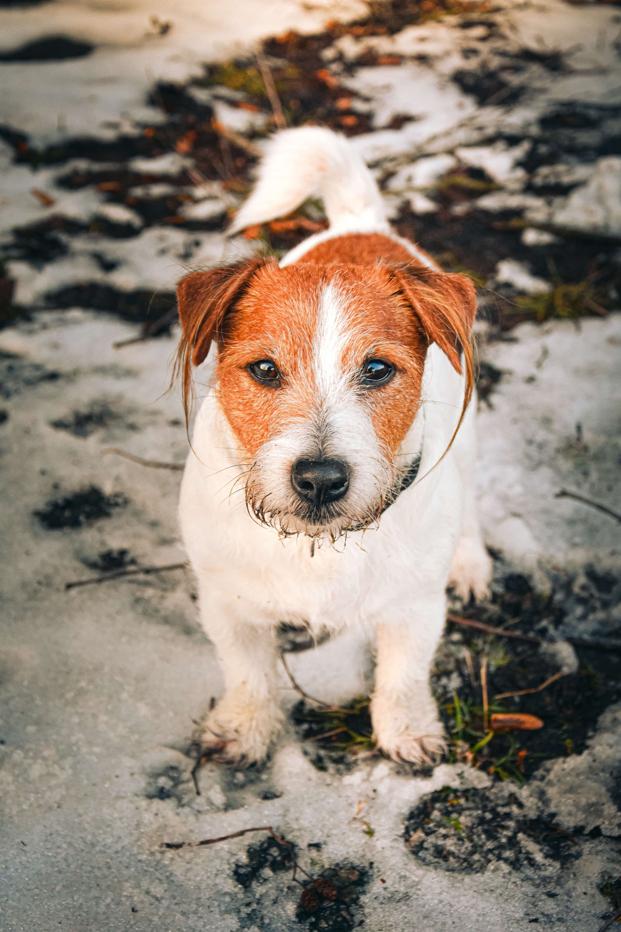 He's majestic! | Scrolller