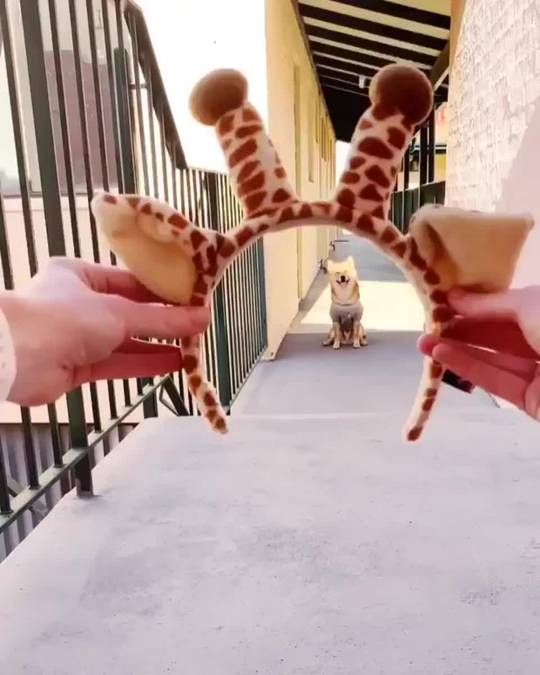 He's now a giraffe | Scrolller