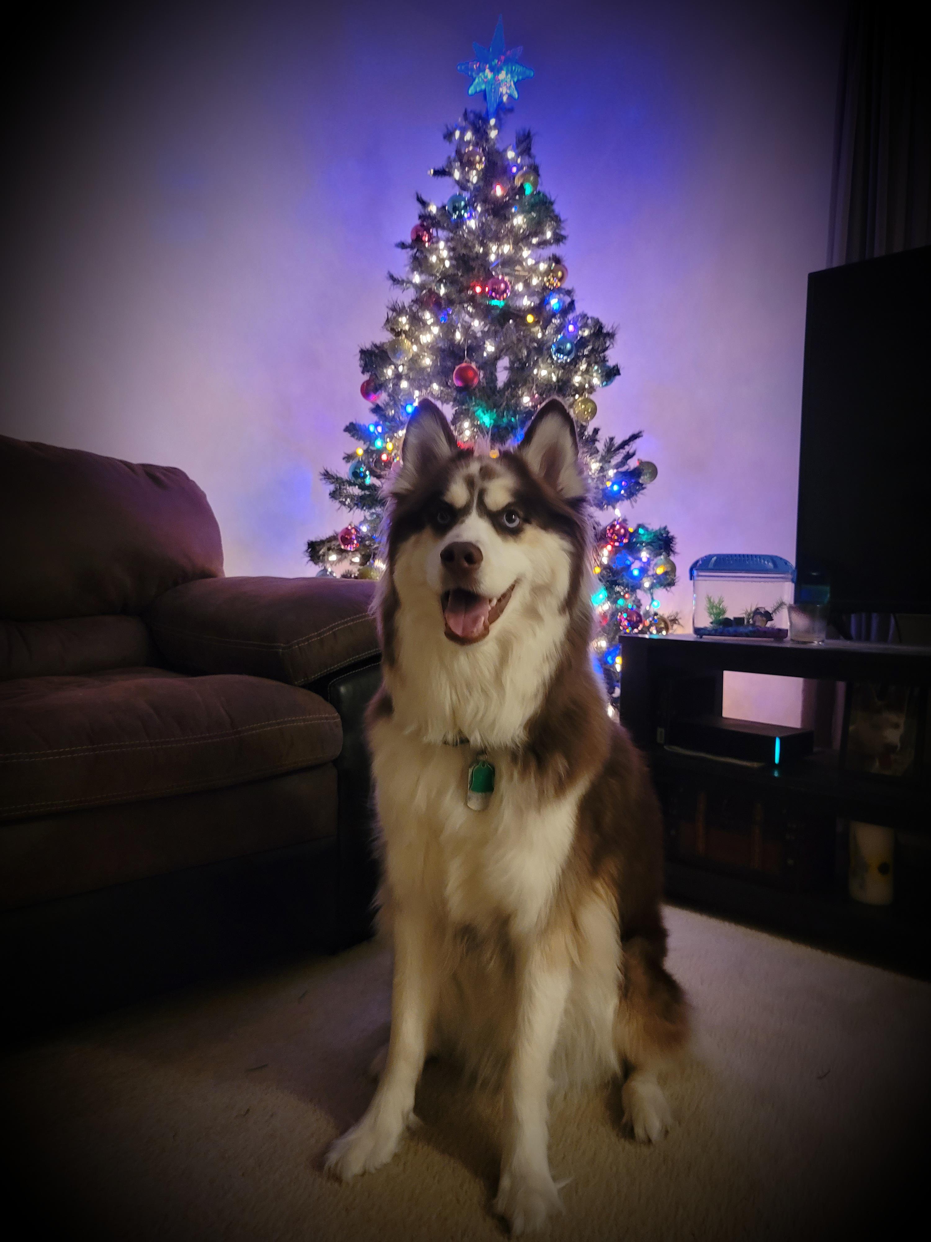 Hes ready for Christmas 🎄. | Scrolller