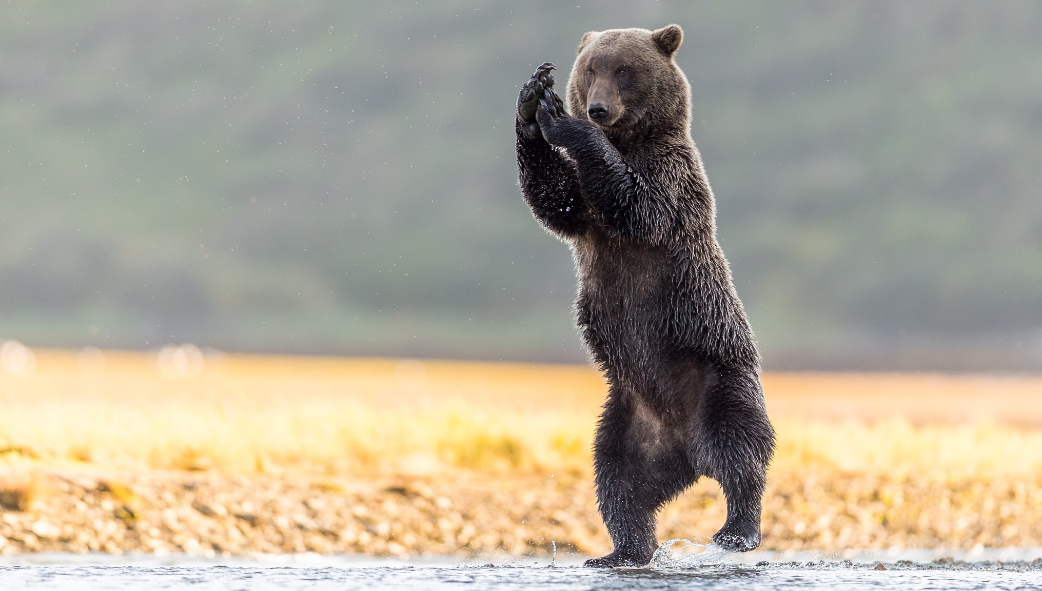 Hey throw it here! | Scrolller