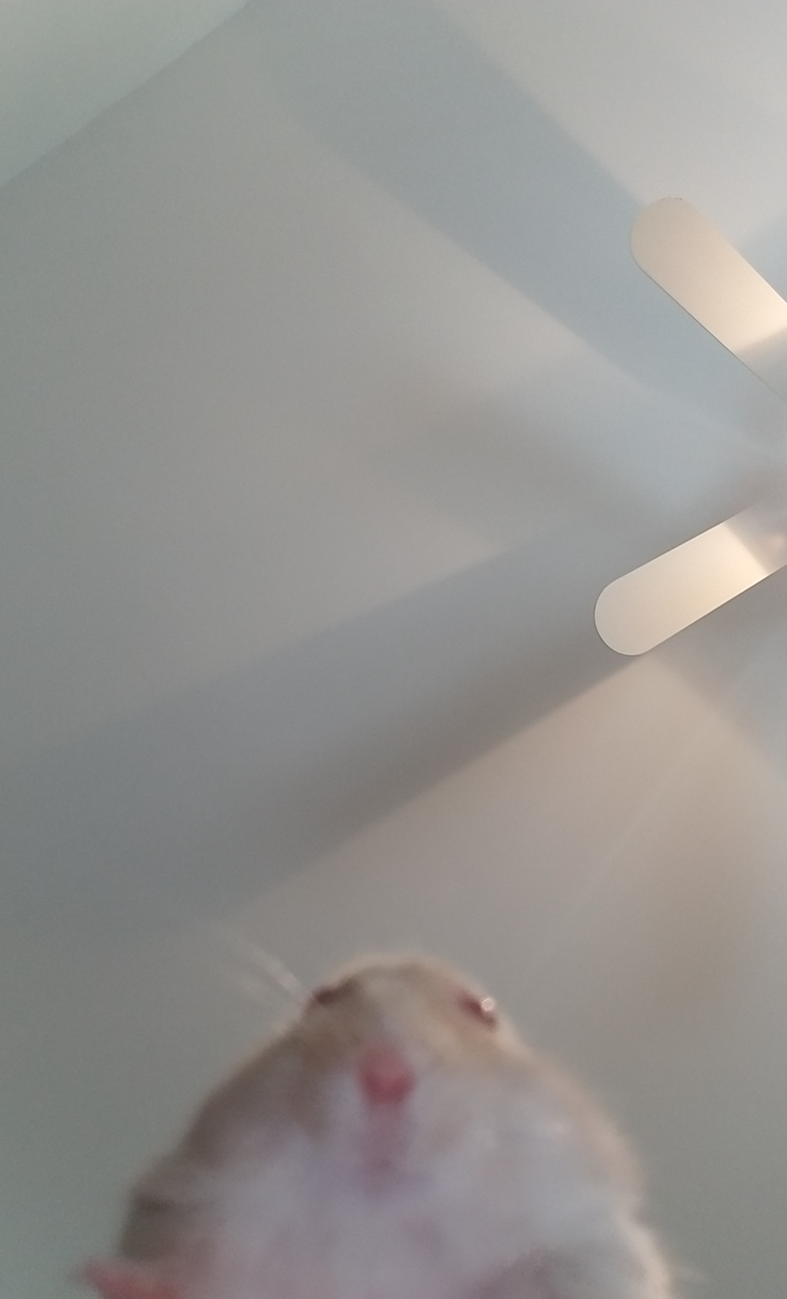 Hi everyone! I'm Theodore and here's a selfie of me 🐹😁 | Scrolller