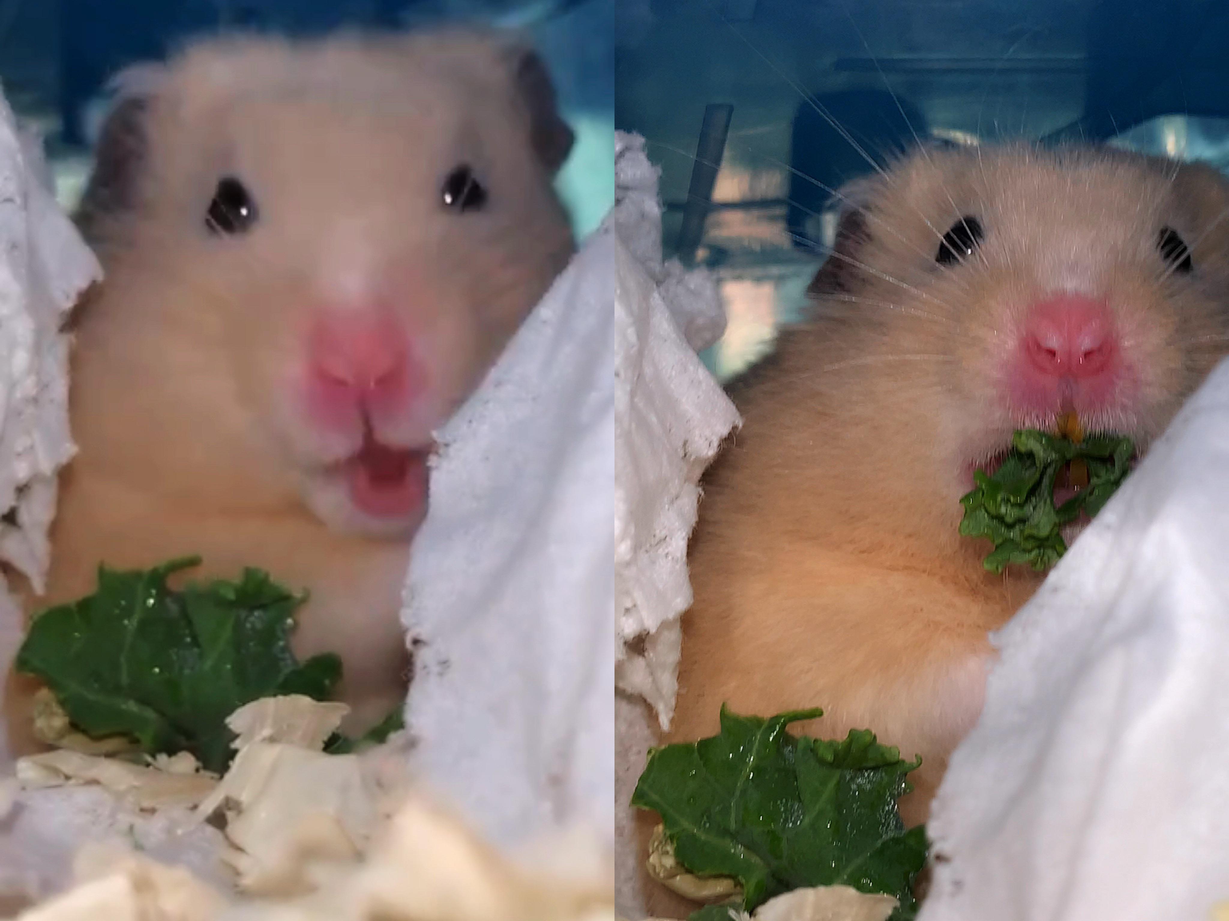 Hi everyone! Meet Rex! I am new here!!! I have 3 other hamsters to show off 😘 but Rex here is ...