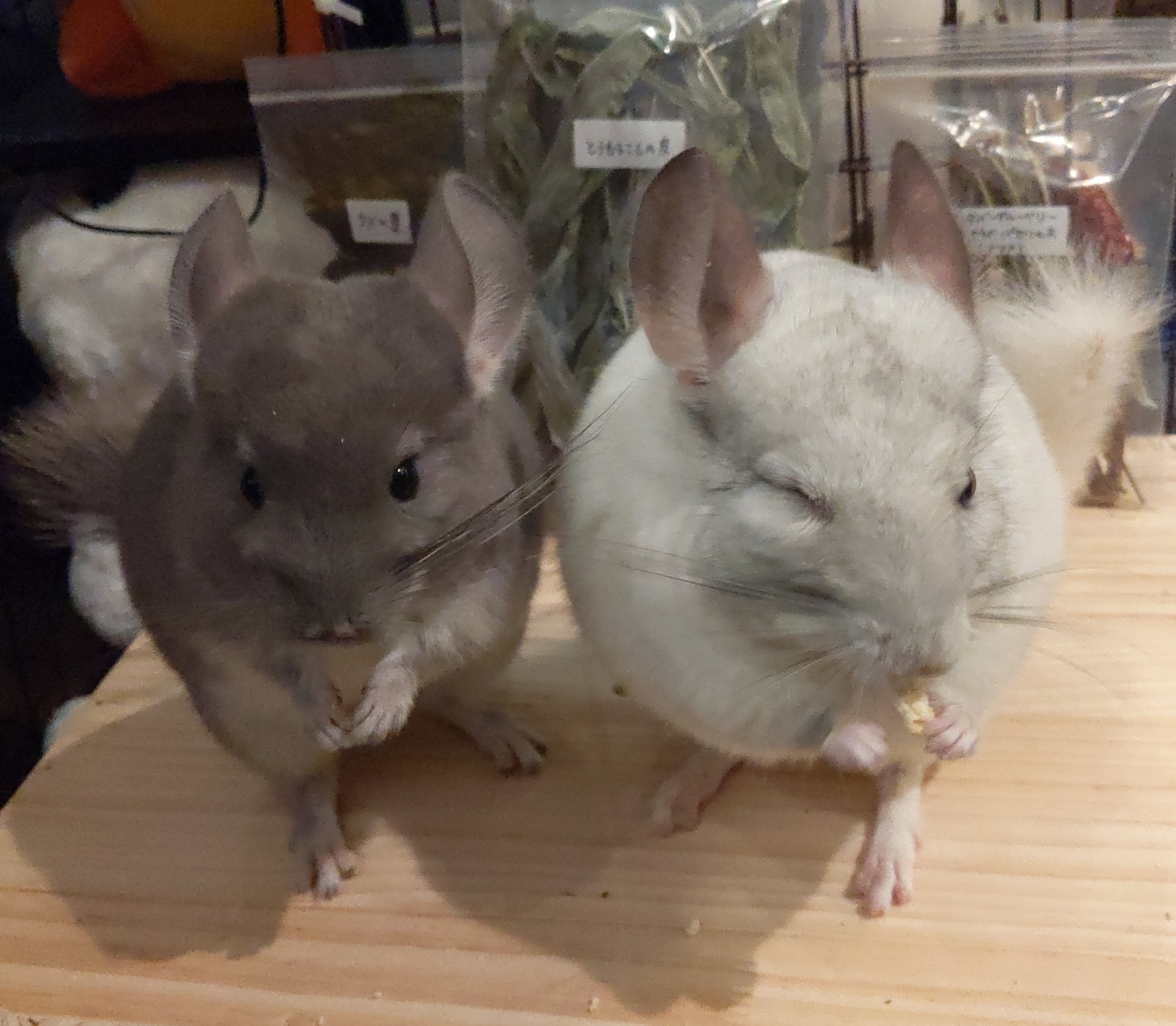 Hi everyone! Meet Tapioca and Shizuku! | Scrolller