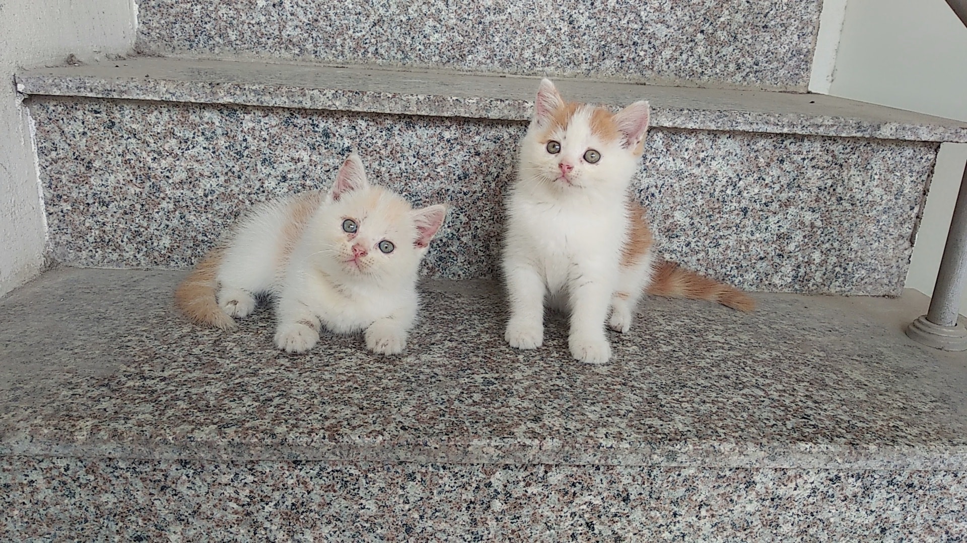 hi guys, nice to meet you. Cherry and Jerry | Scrolller