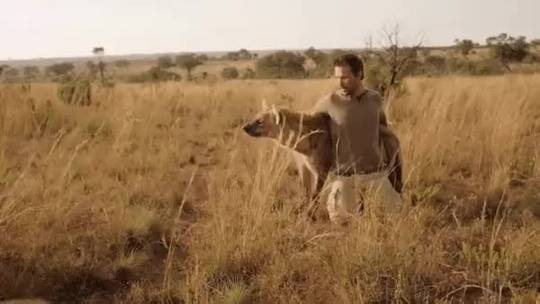 Hi Hyena! | Scrolller