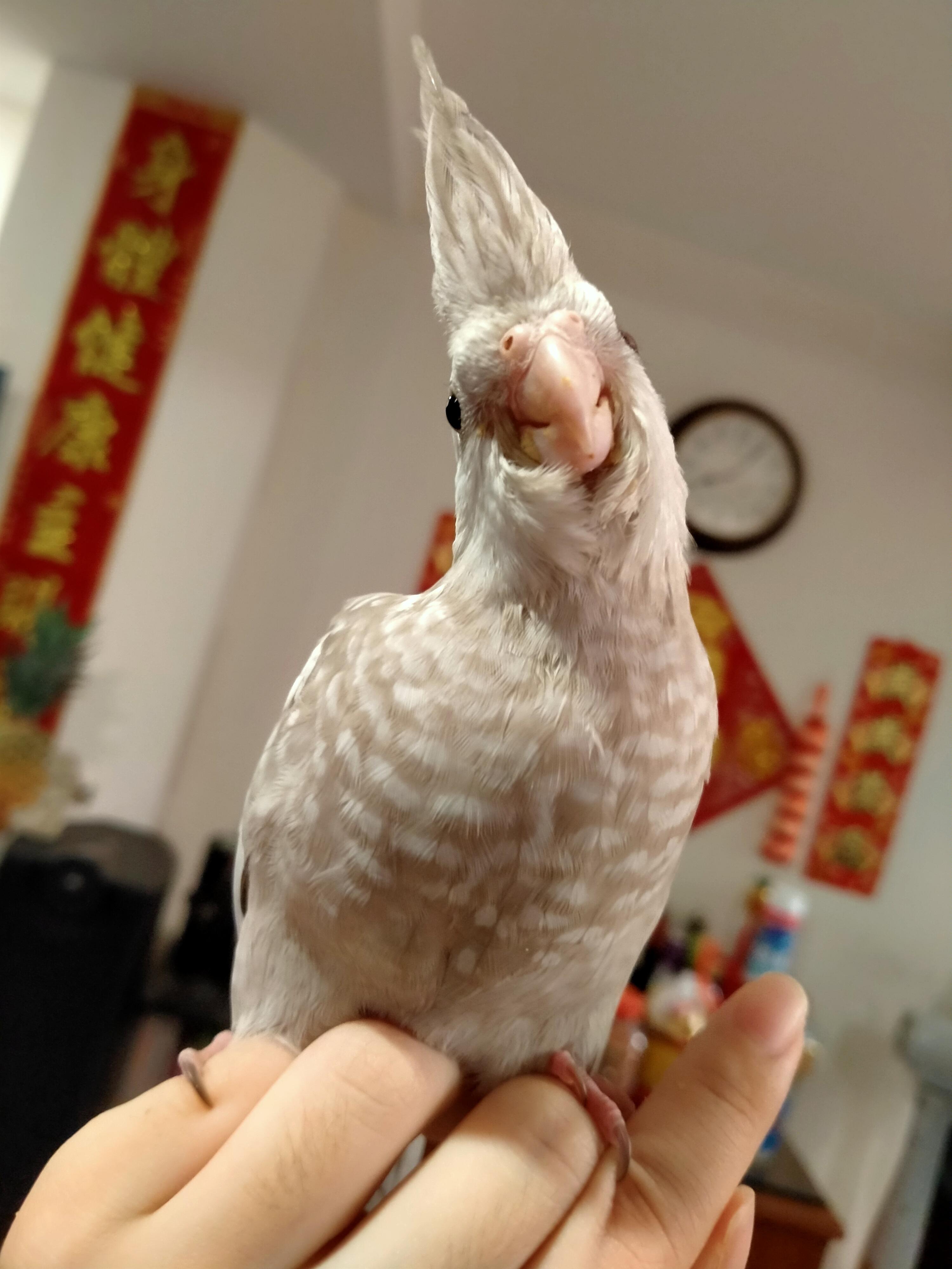 hi I'm peanut! | Scrolller