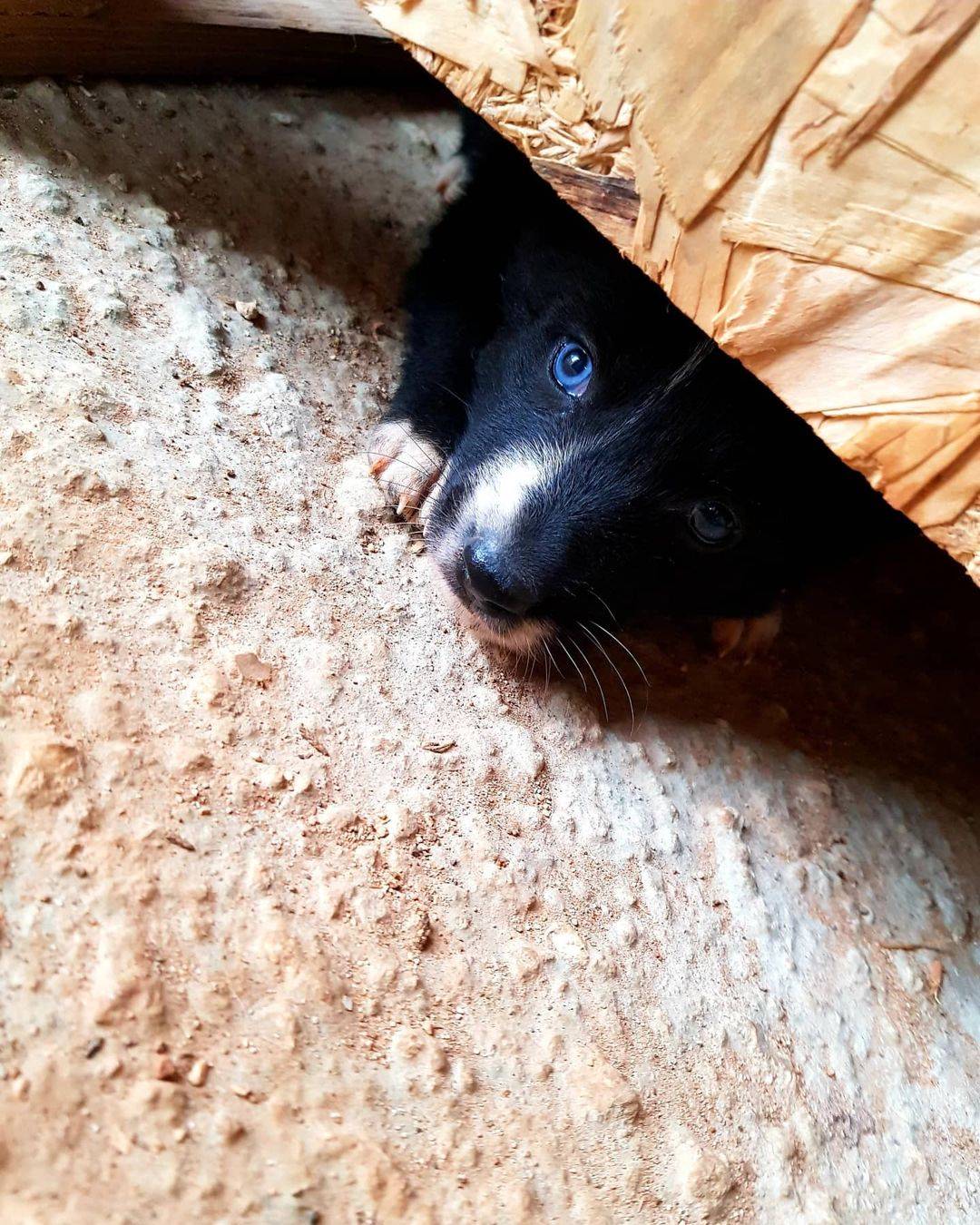 Hi I'm puppy.... | Scrolller