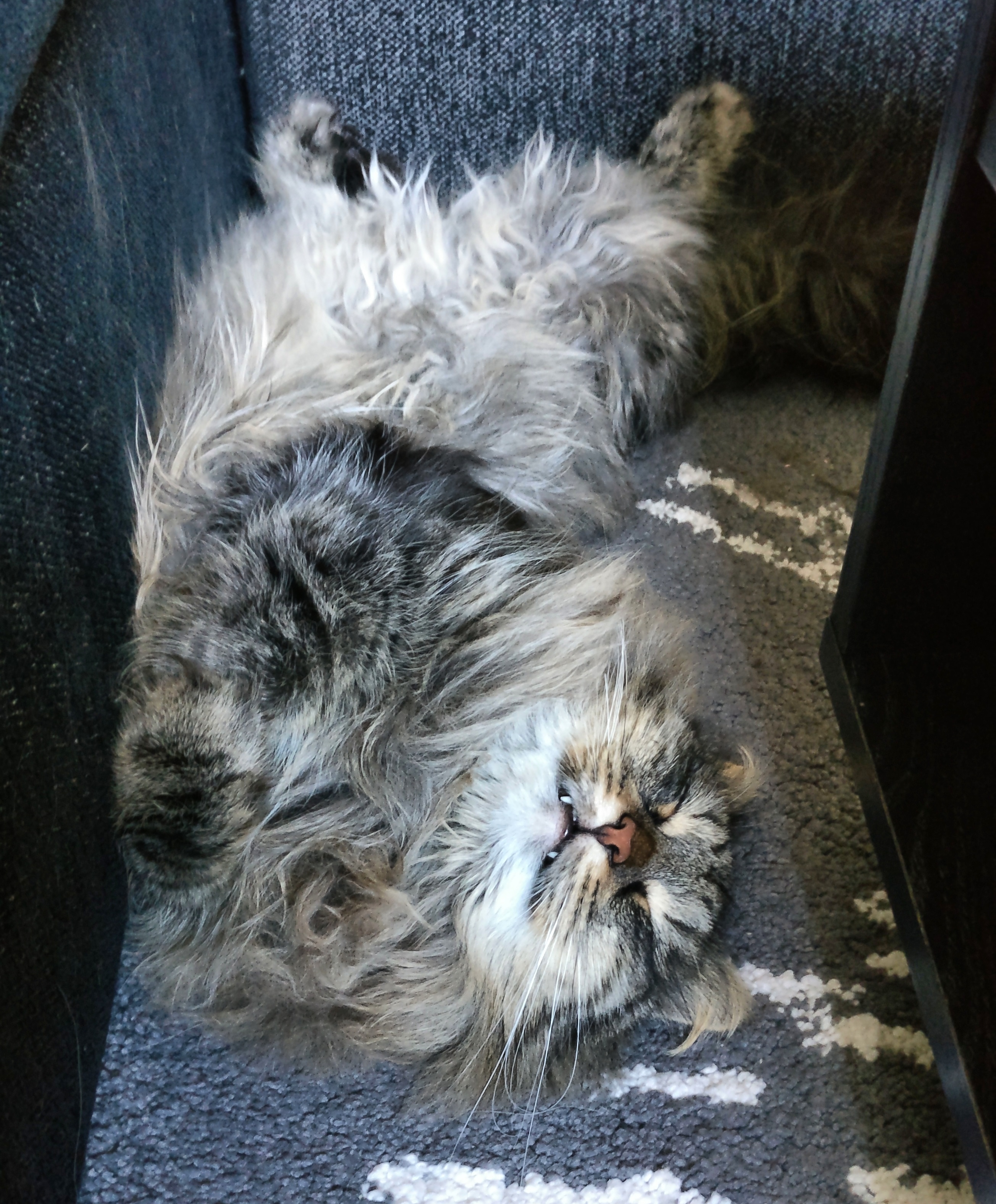 Hi, my name is Nexus. This is how I sleep | Scrolller