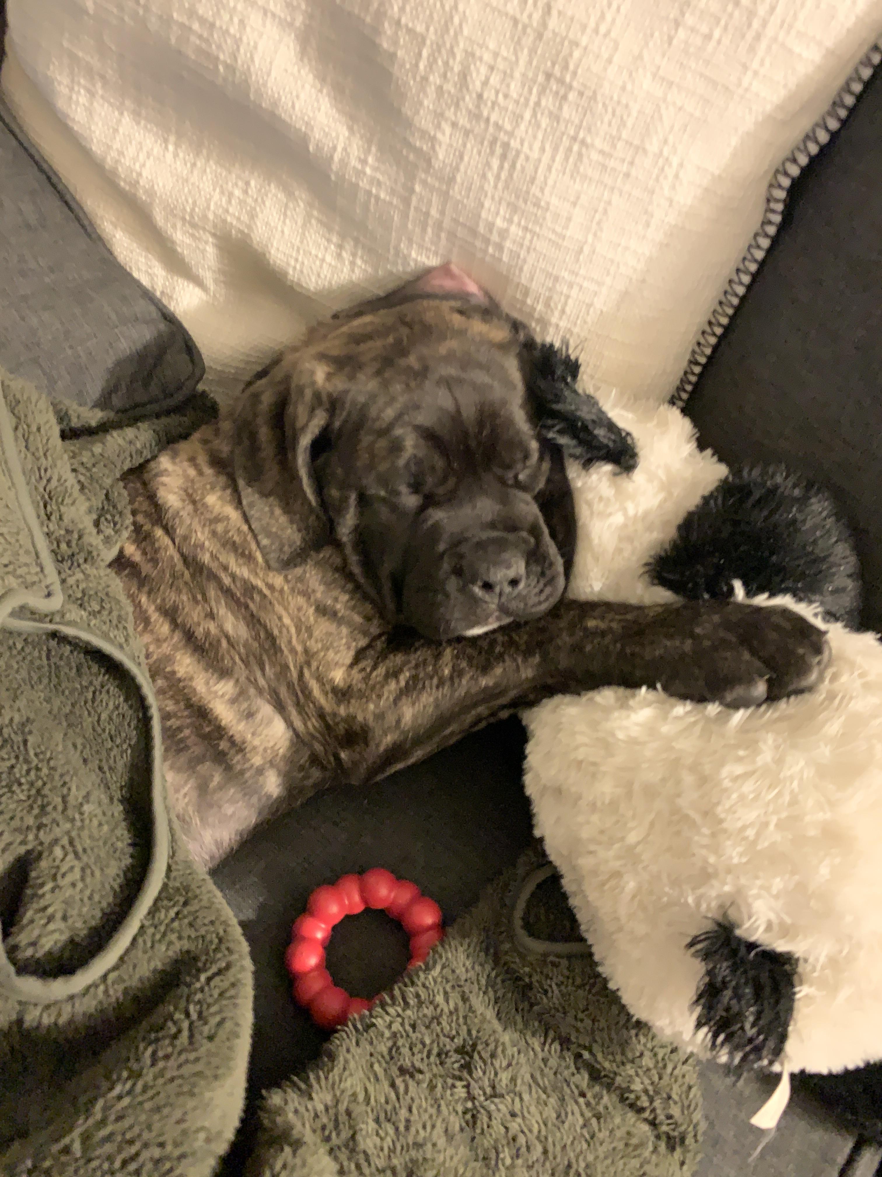 Hi reddit meet Momo! | Scrolller