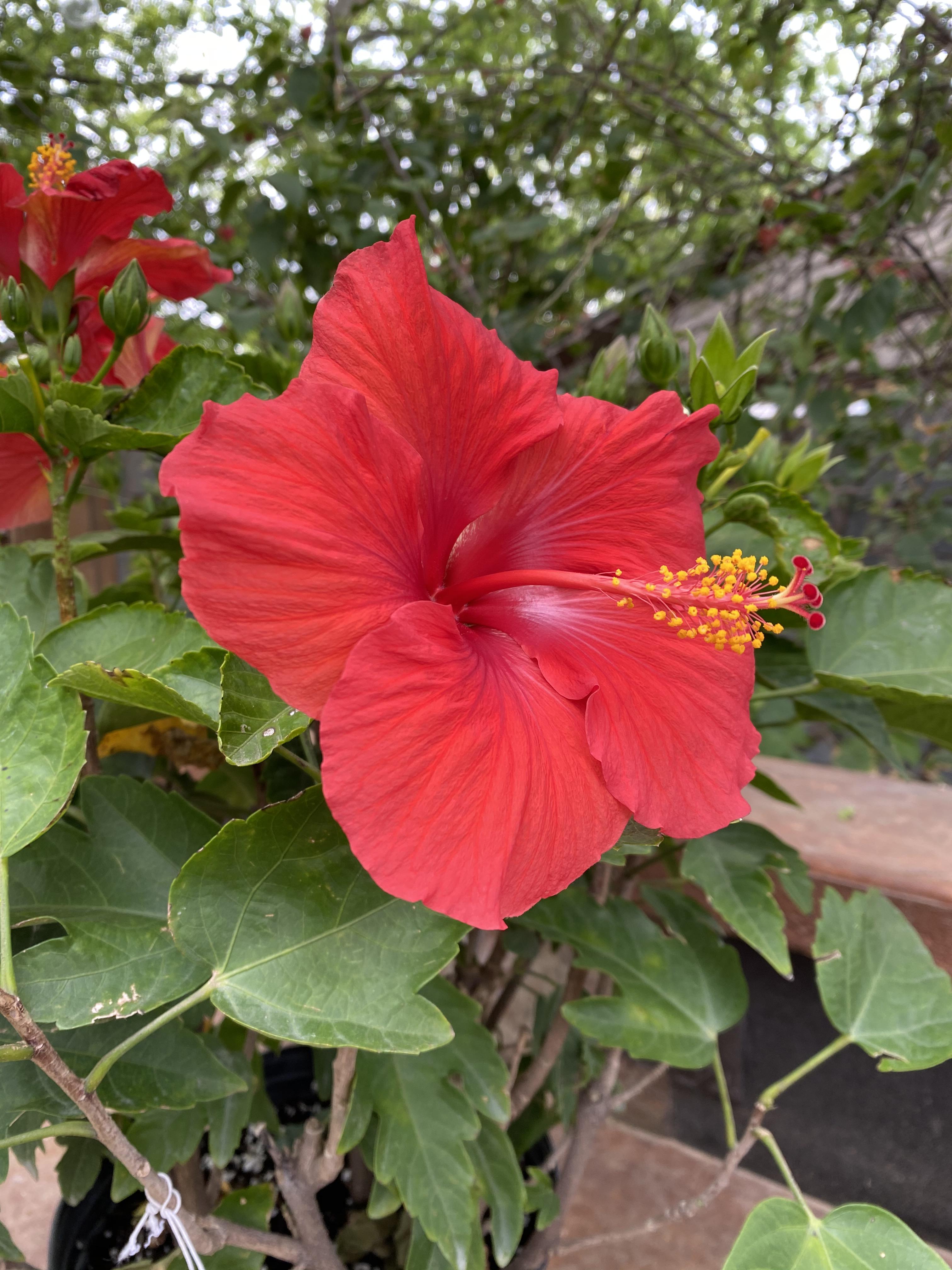 Hibiscus from Lowe’s | Scrolller