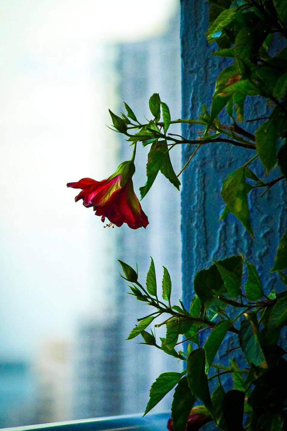 Hibiscus-rosa sinensis looking over a high rise | Scrolller