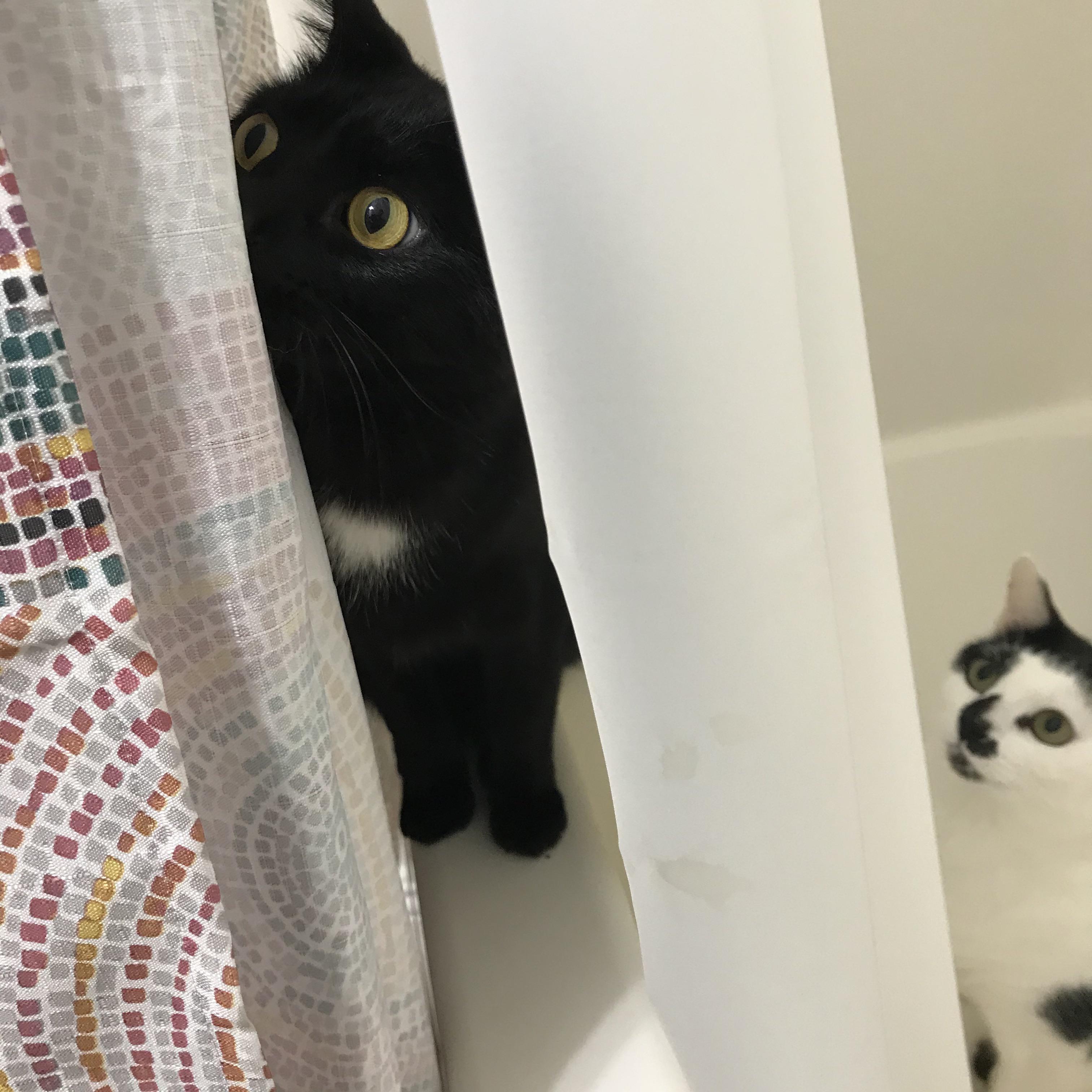Hide And Seek Scrolller 6874