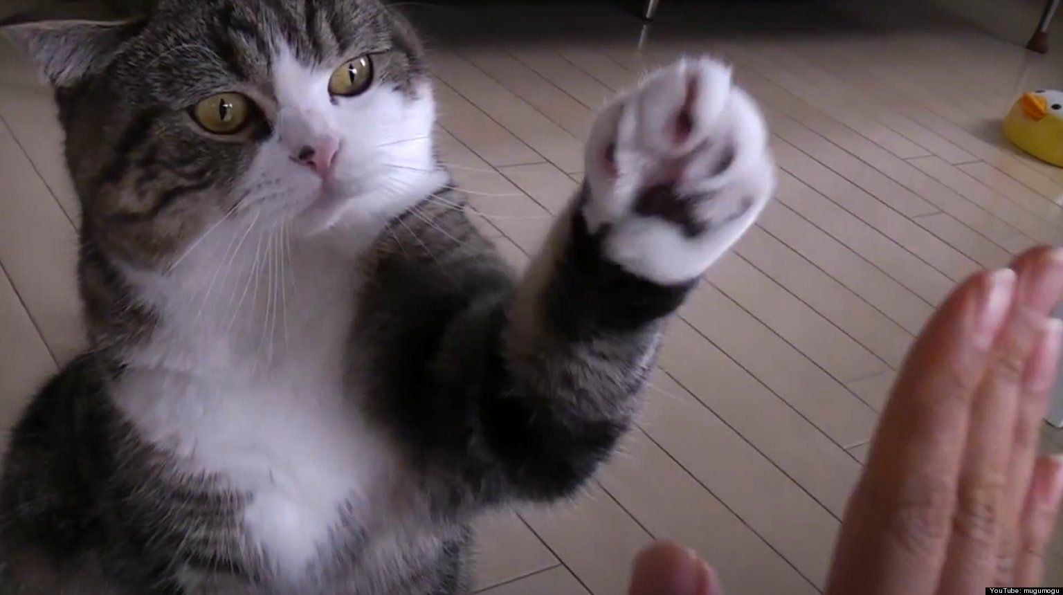 high five | Scrolller