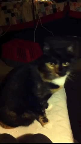 "High Five!" "Mrrow!" | Scrolller