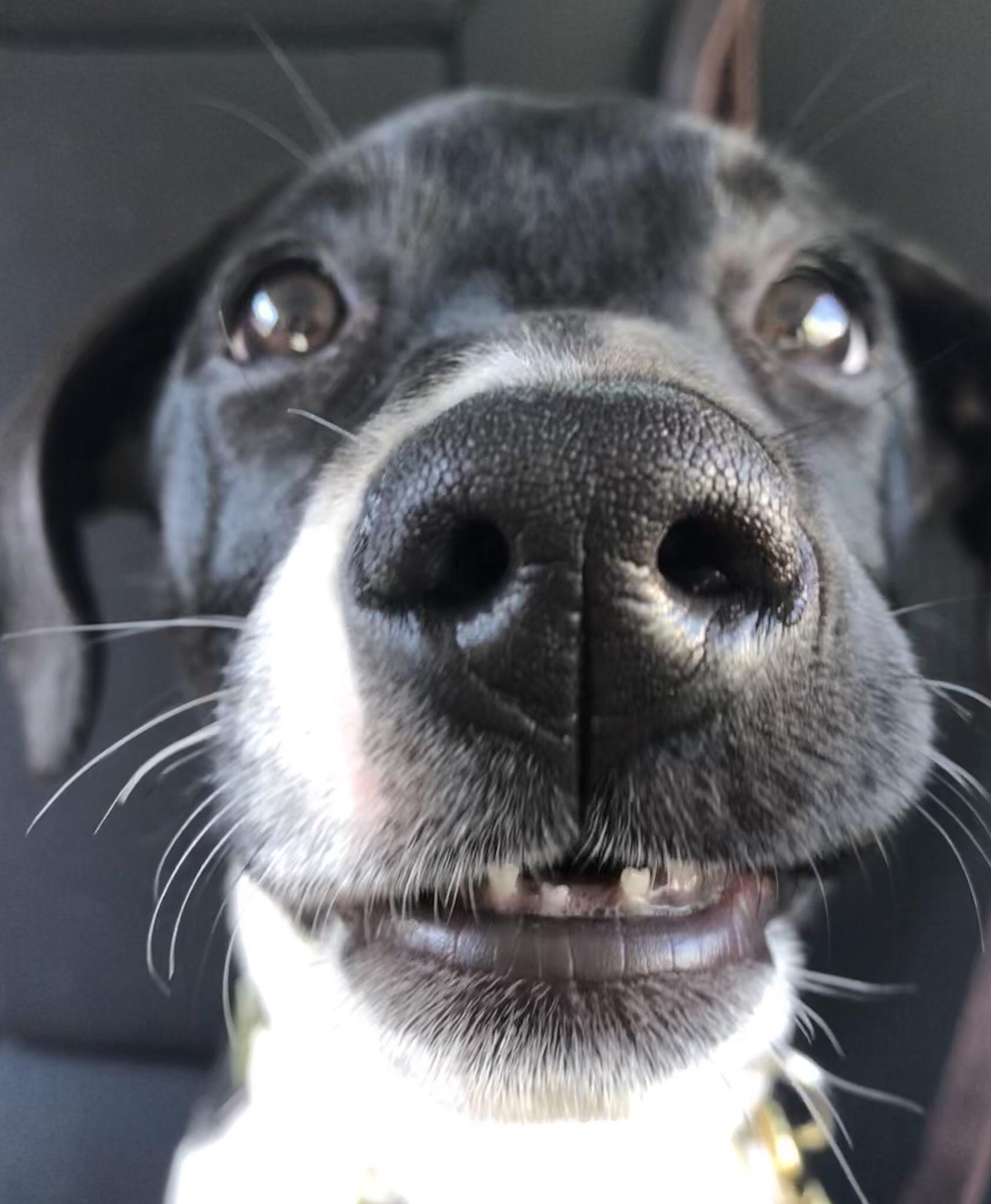 Hillbilly pupper with a “missing” tooth | Scrolller
