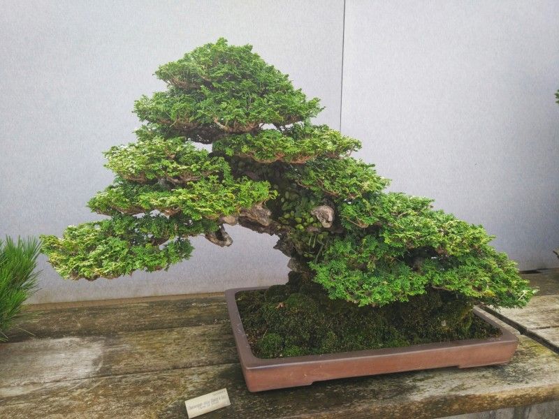 Hinoki by Kimura | Scrolller