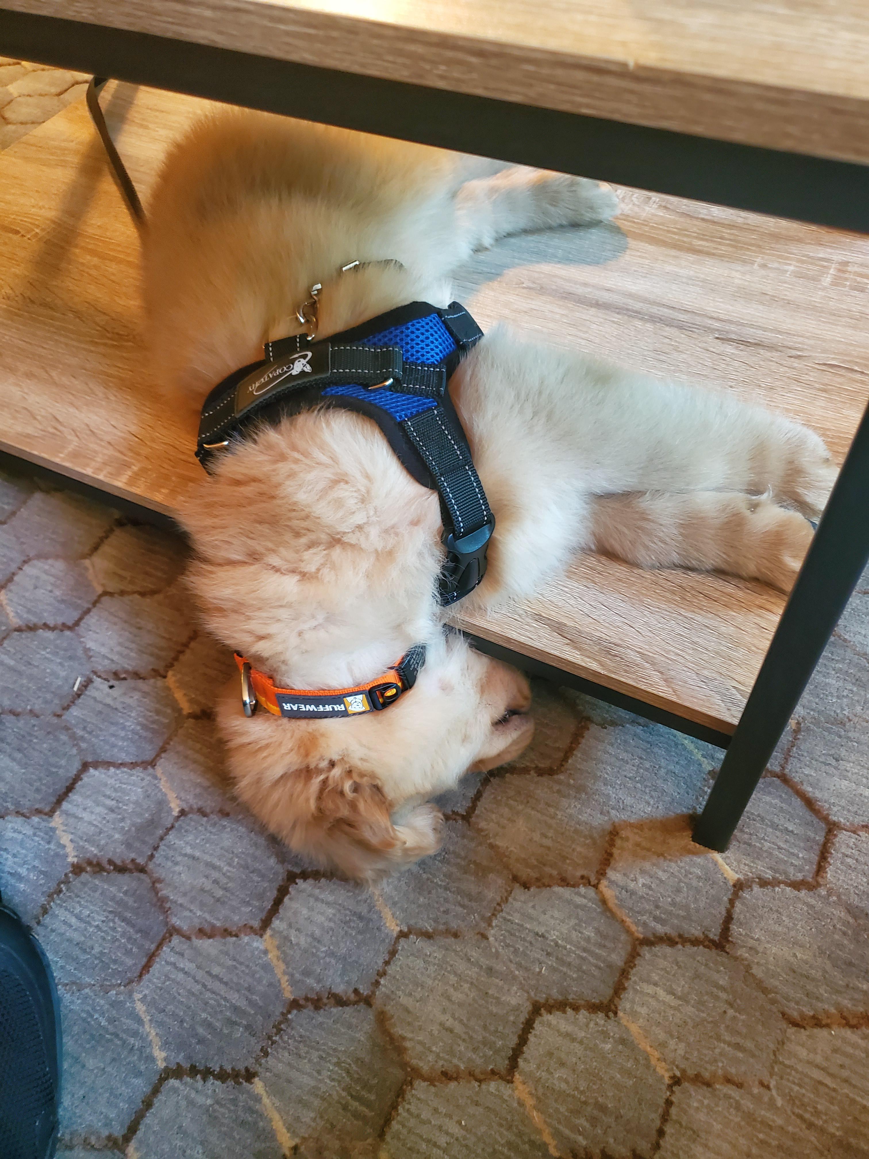 His favorite spot to sleep | Scrolller