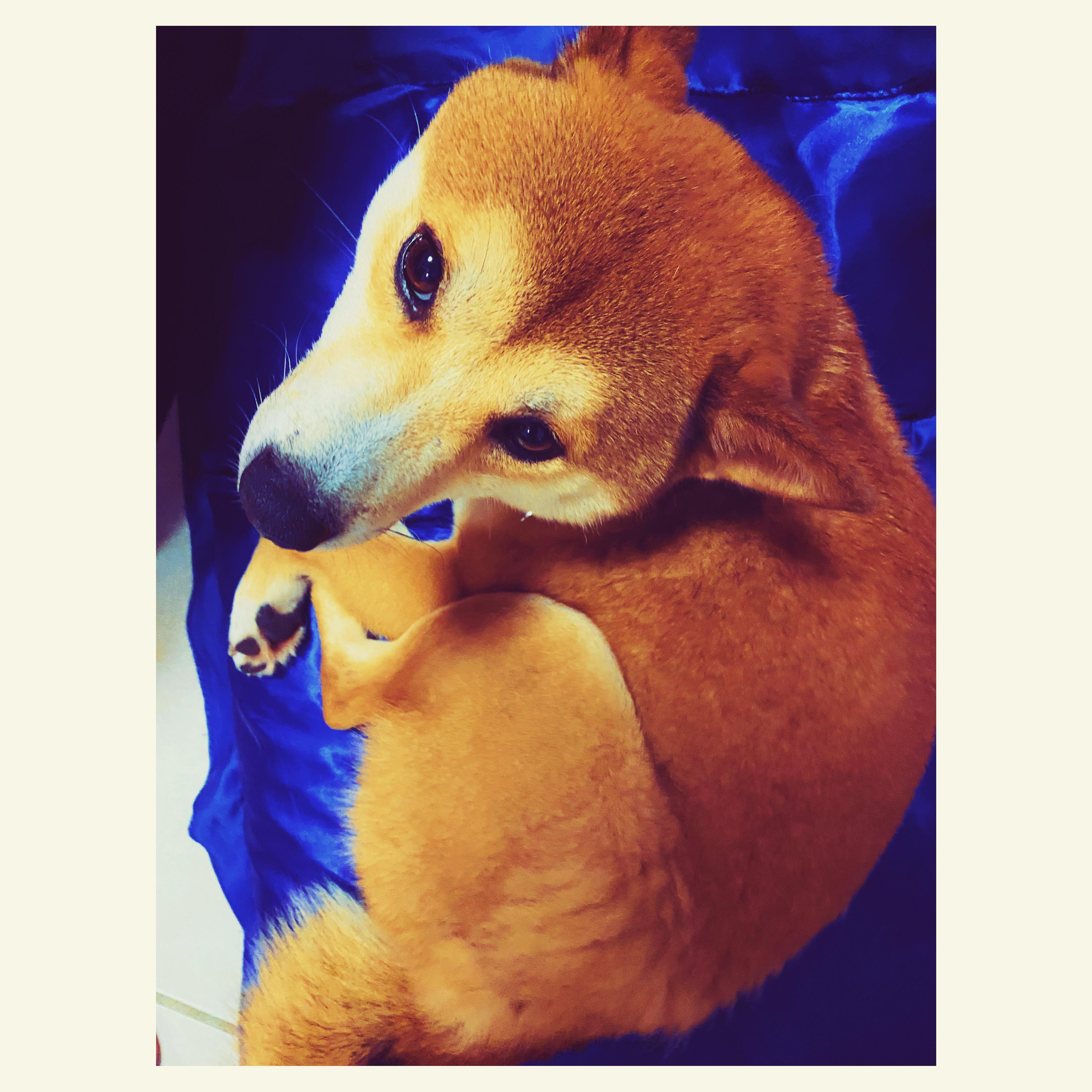 His royal highness lays exclusively on soft surfaces | Scrolller