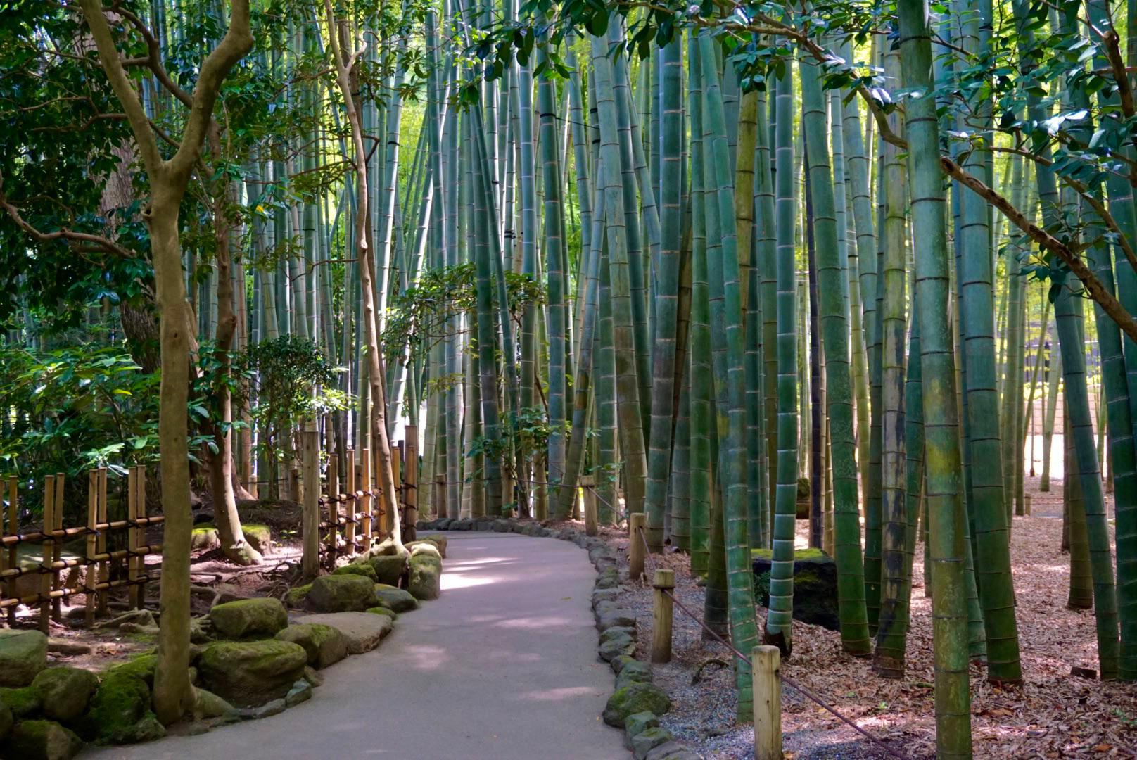 Hokokuji Bamboo Forest, Kamakura | Scrolller
