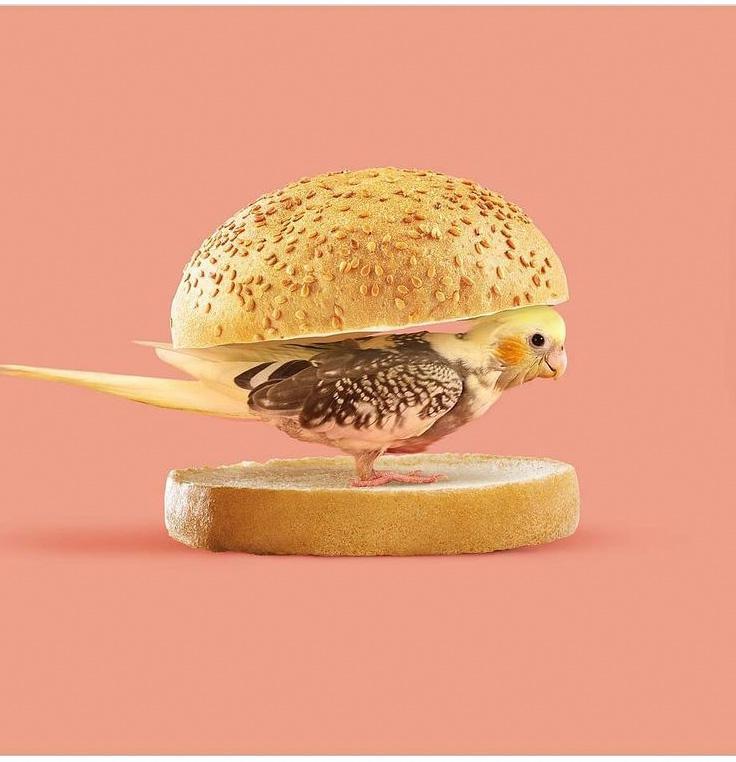 Hold birb gentle, like hamburger | Scrolller