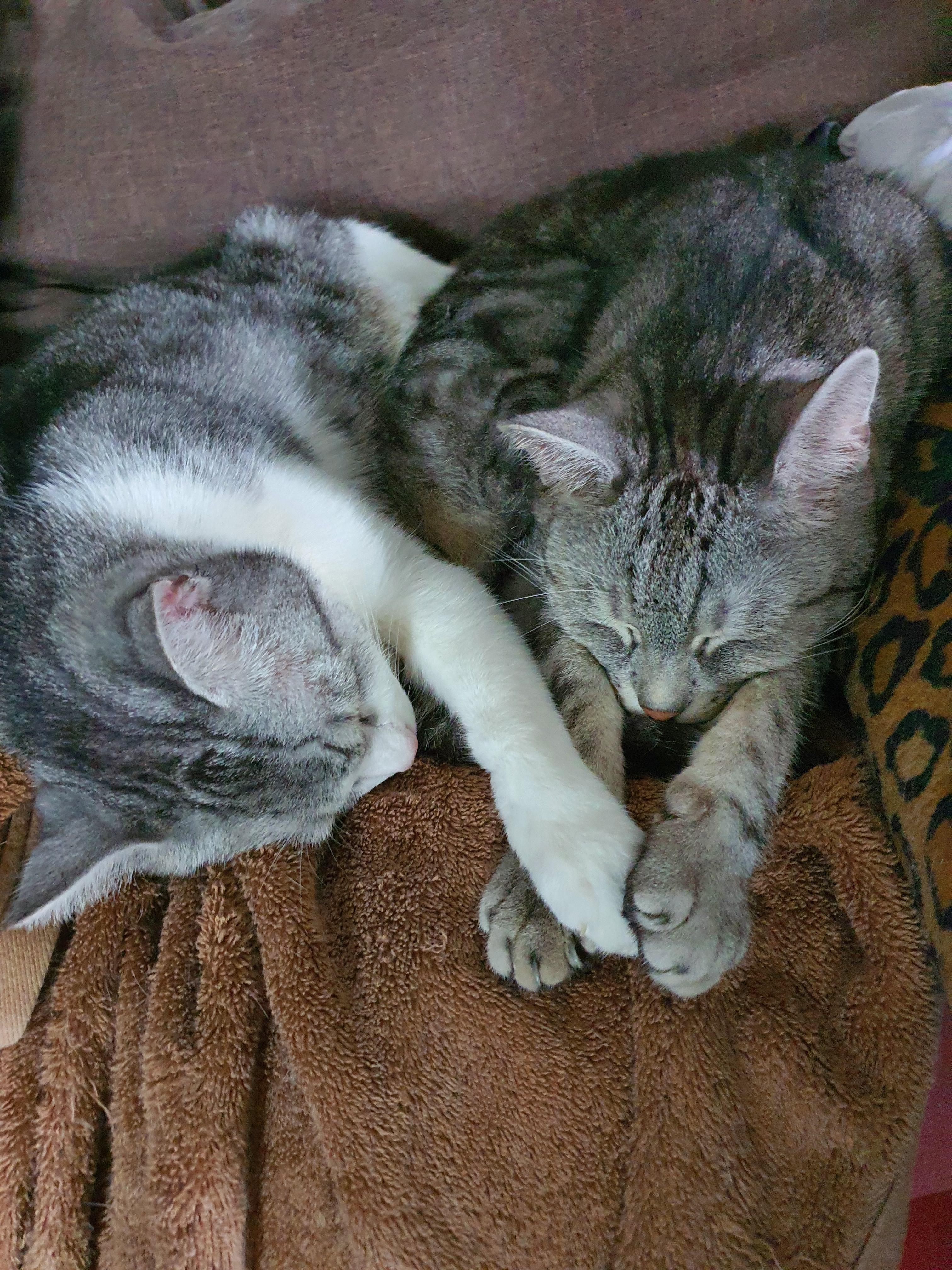 Holding 🐾 Paw's | Scrolller