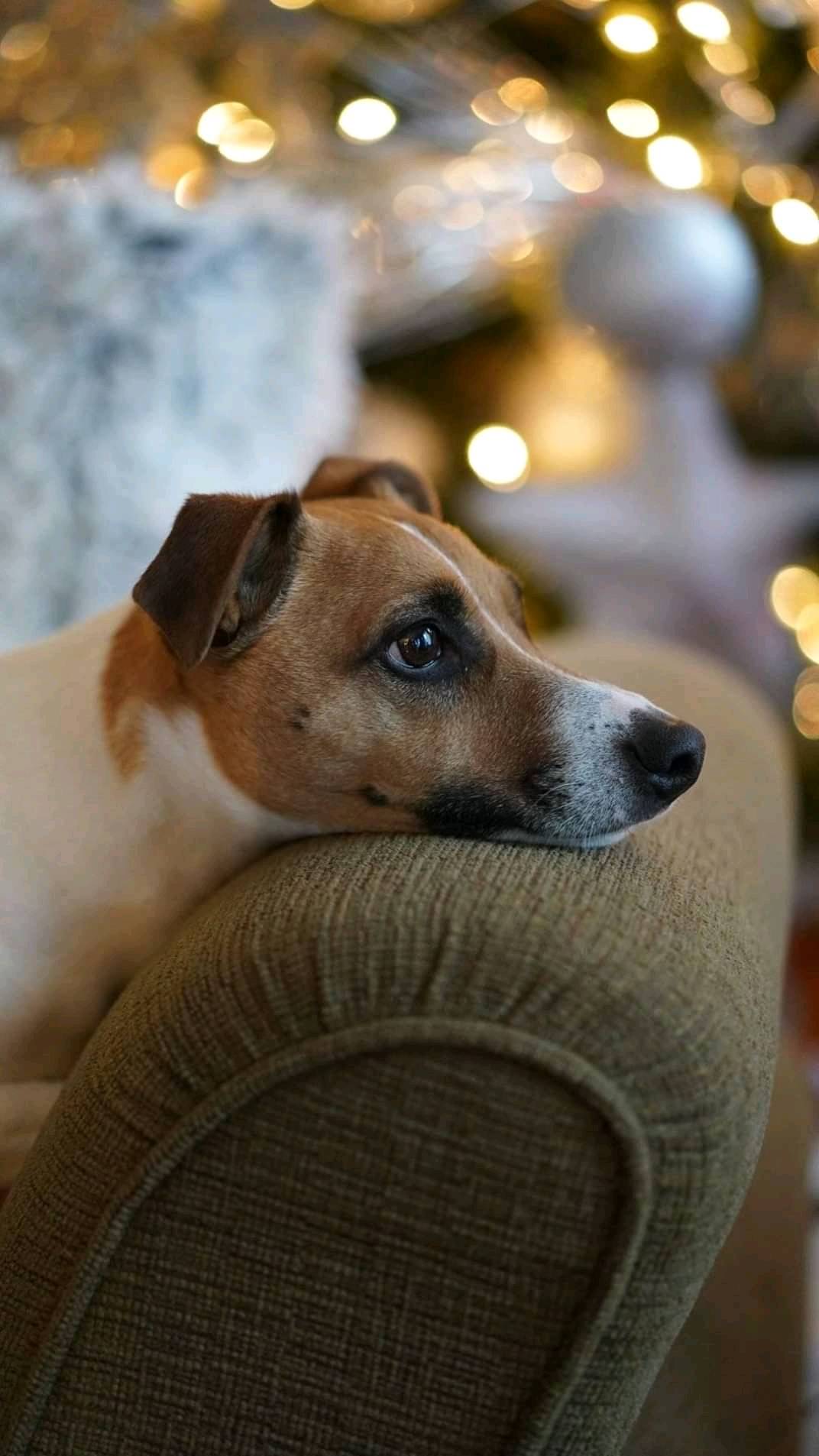 Holiday Jack! | Scrolller