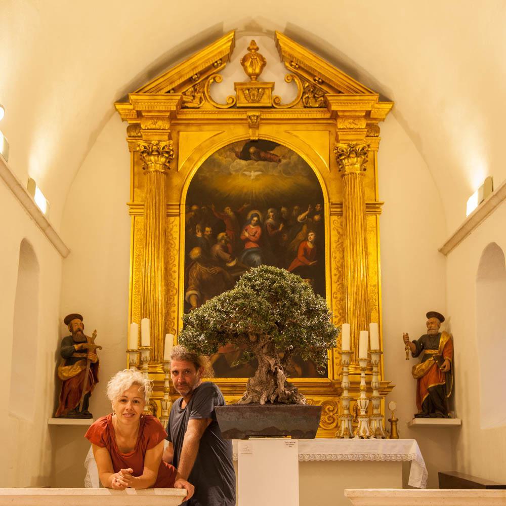 Holly olive tree ;-) | Scrolller