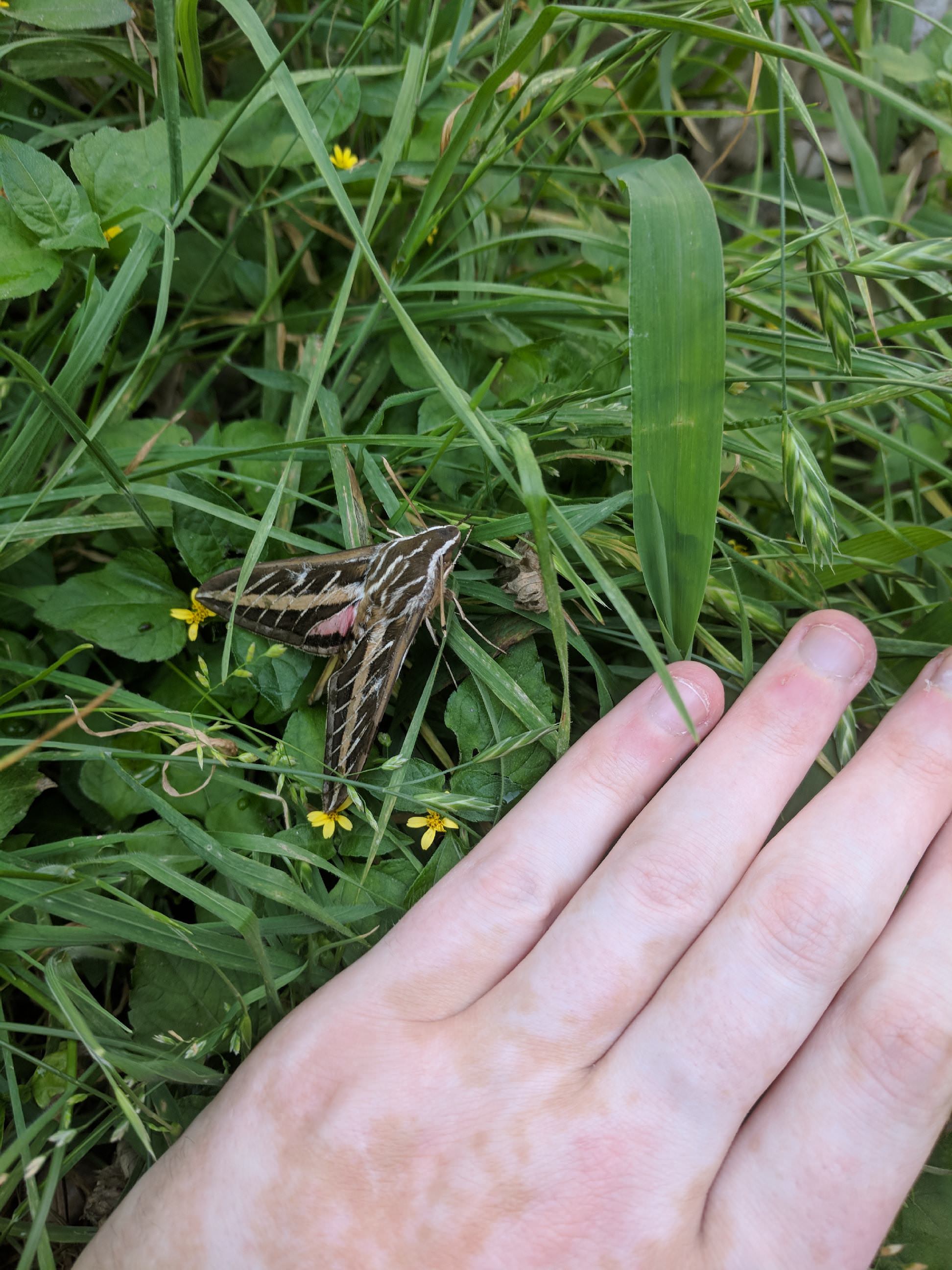 Holy shit check out this moth | Scrolller