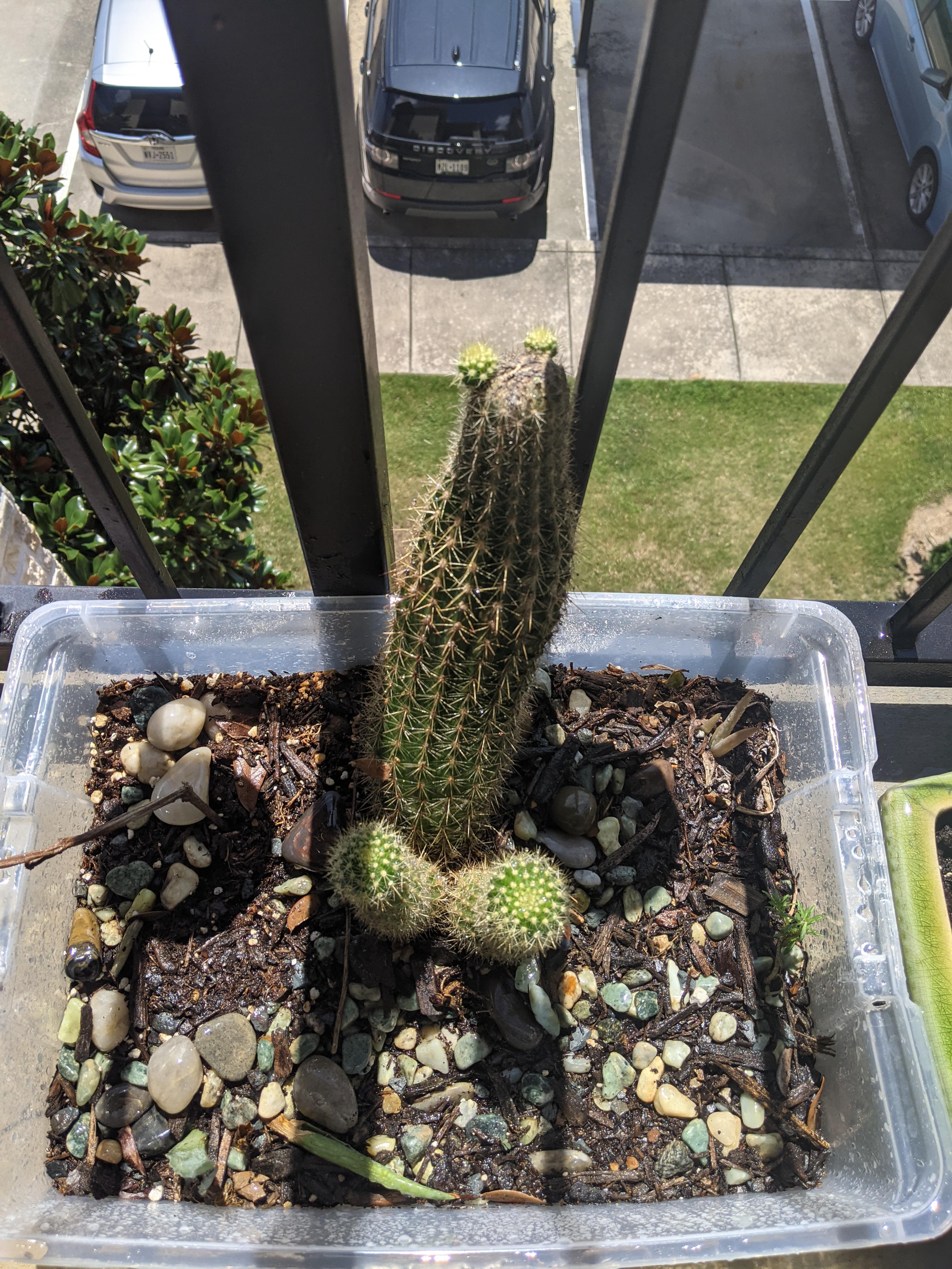 Homegrown succulents | Scrolller