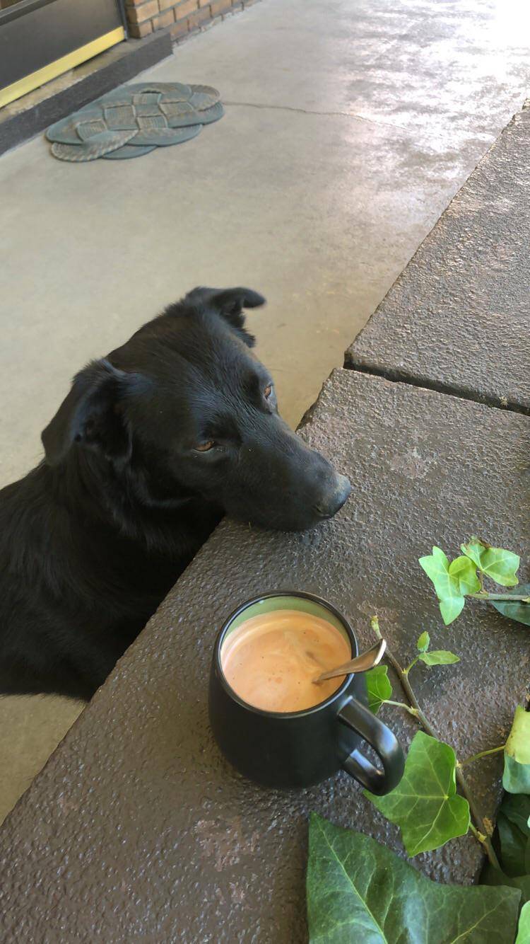 Homemade chai latte with a dog on the porch | Scrolller