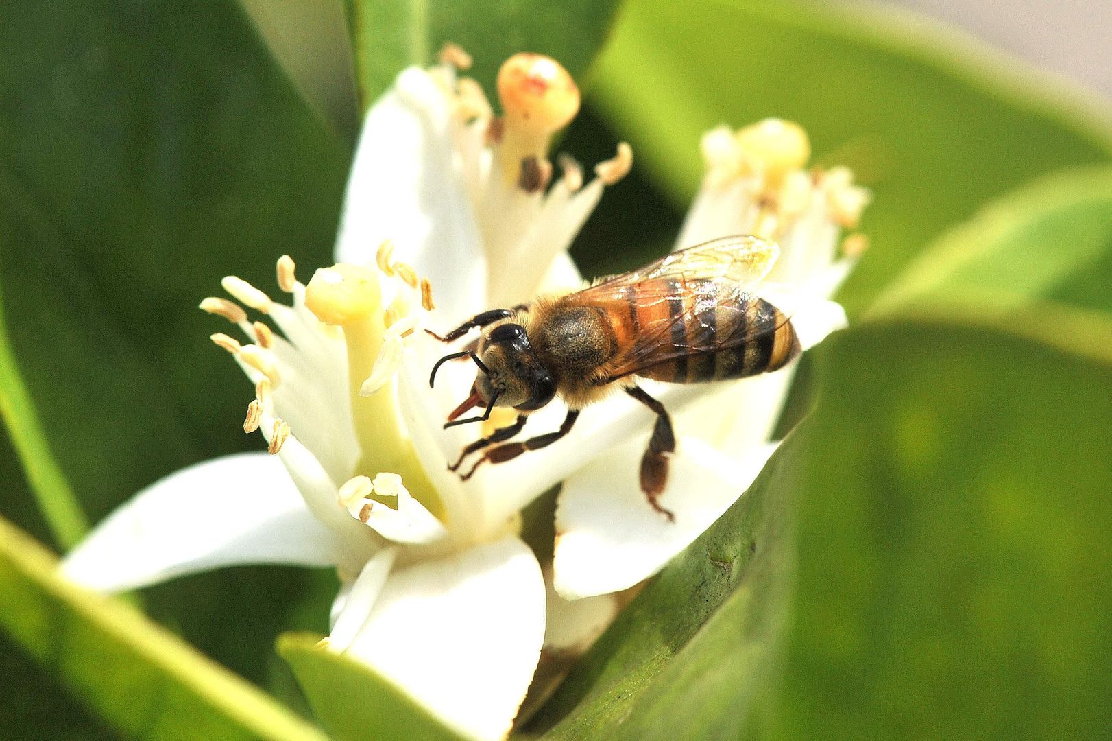 Honey Bee in my Orange blossom | Scrolller